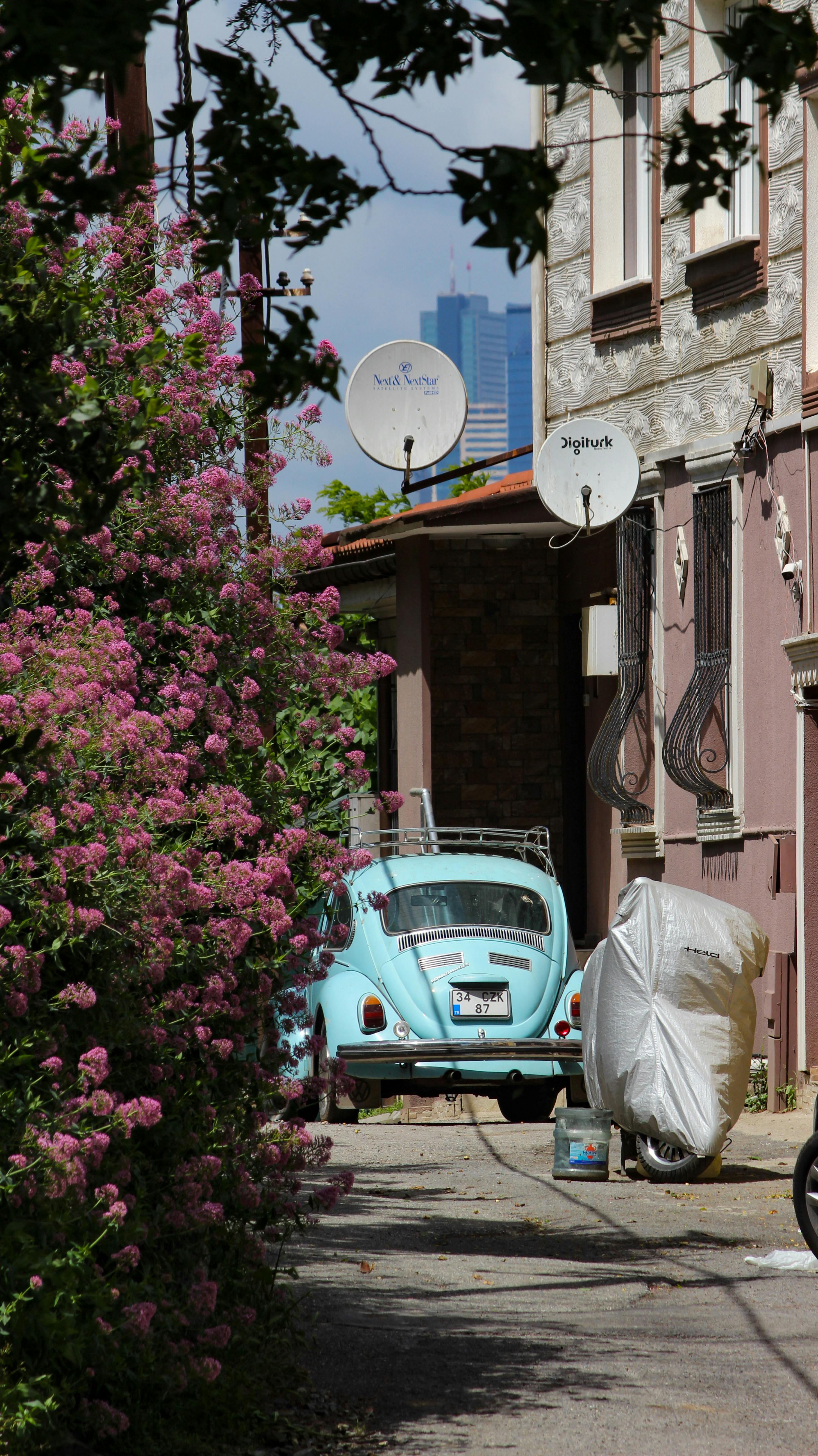 Flowering Bushes Photos, Download The BEST Free Flowering Bushes Stock ...