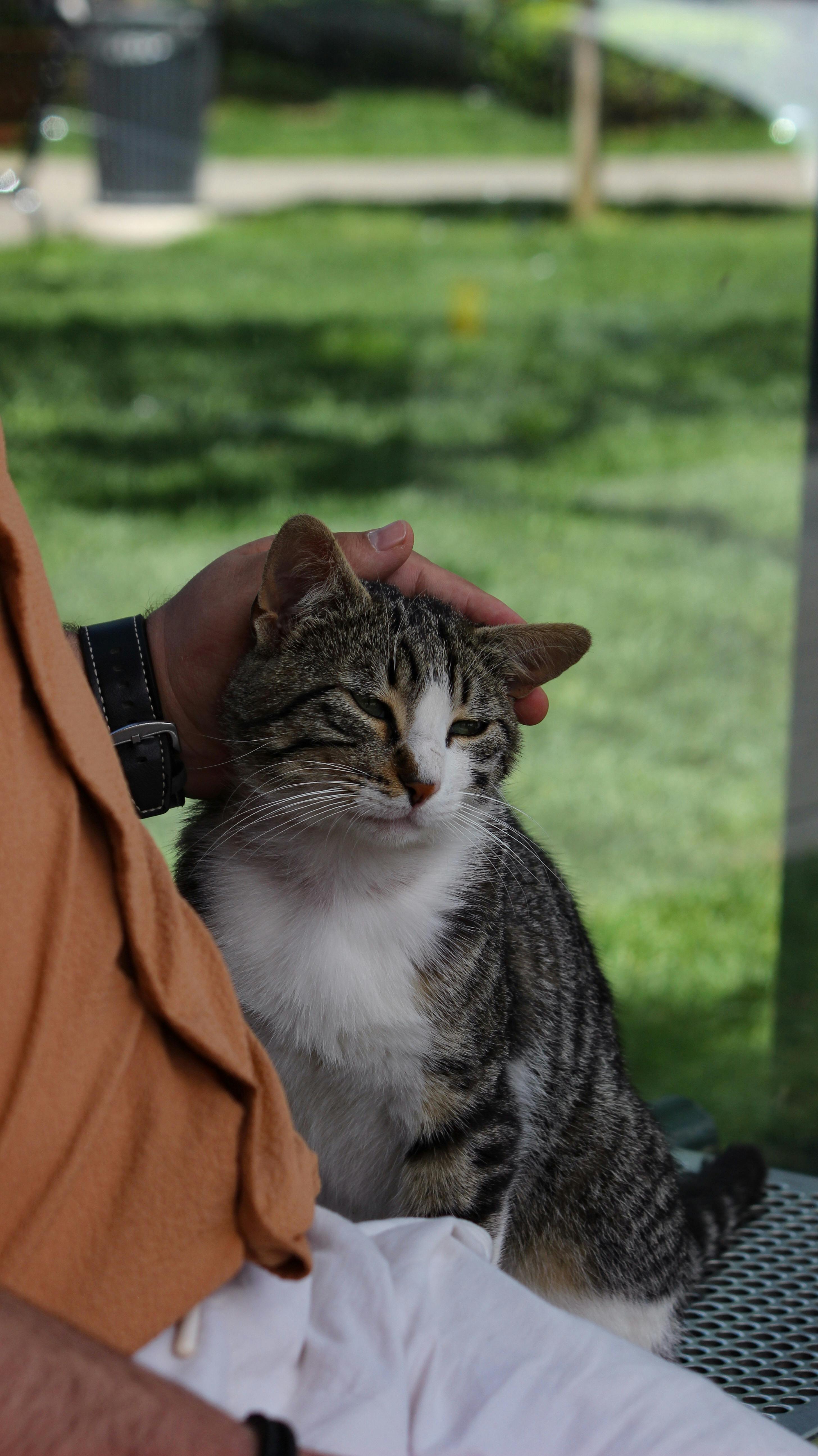 Cat Cuddle With Human Indoors Short Sleeve Photos, Download The BEST ...