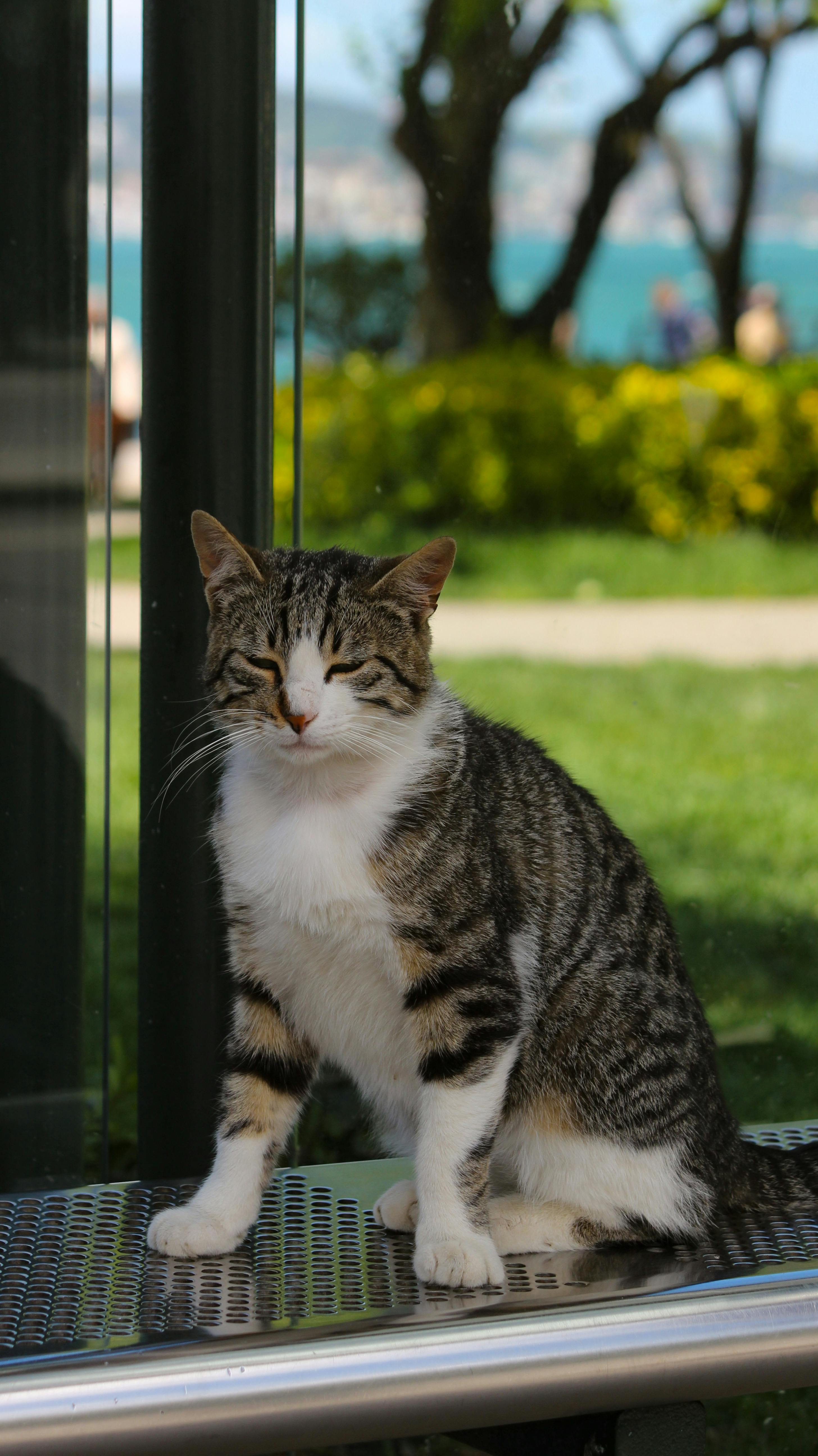 Cat Sitting on Bench · Free Stock Photo