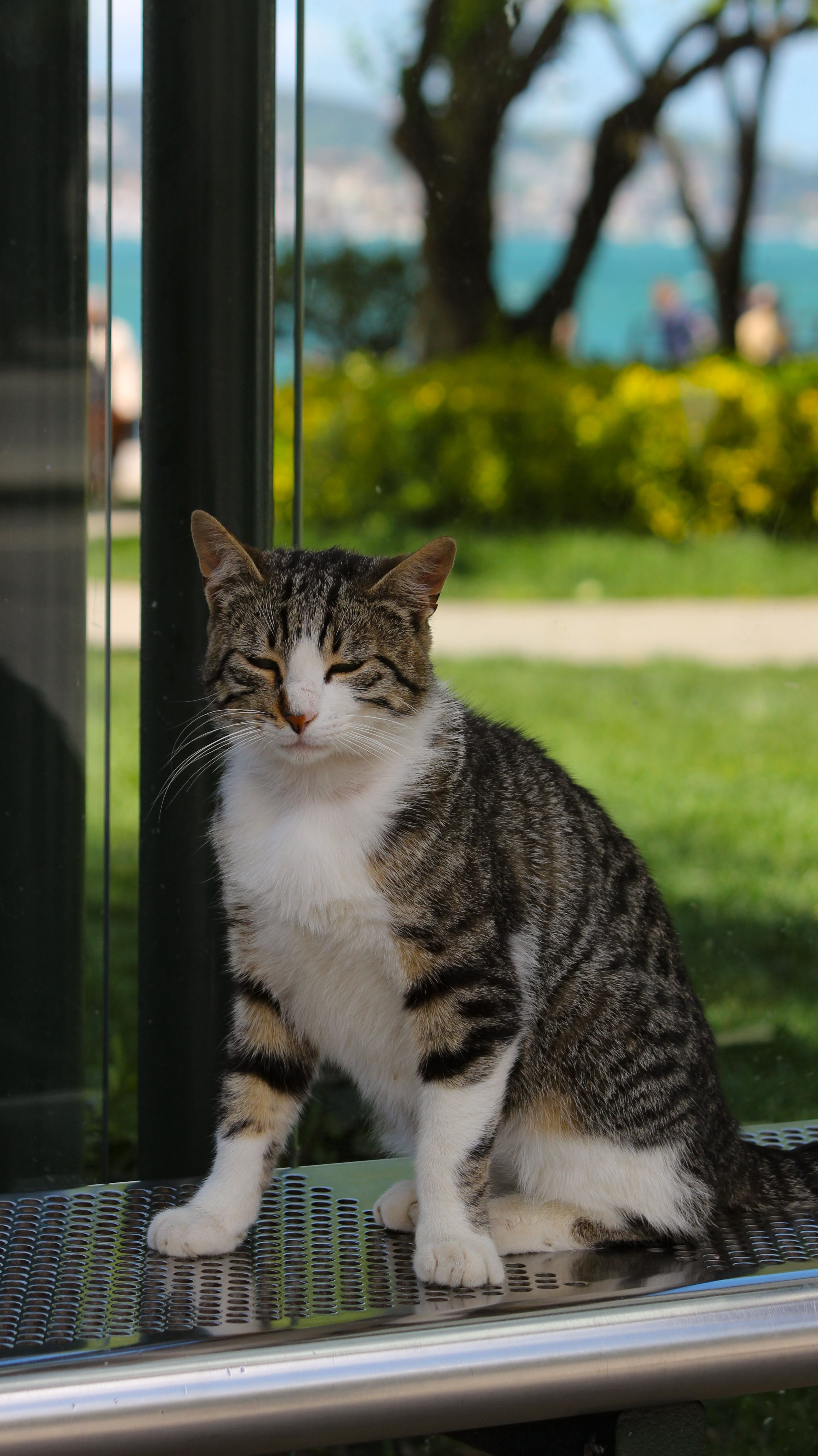 Cat Sitting on Bench · Free Stock Photo