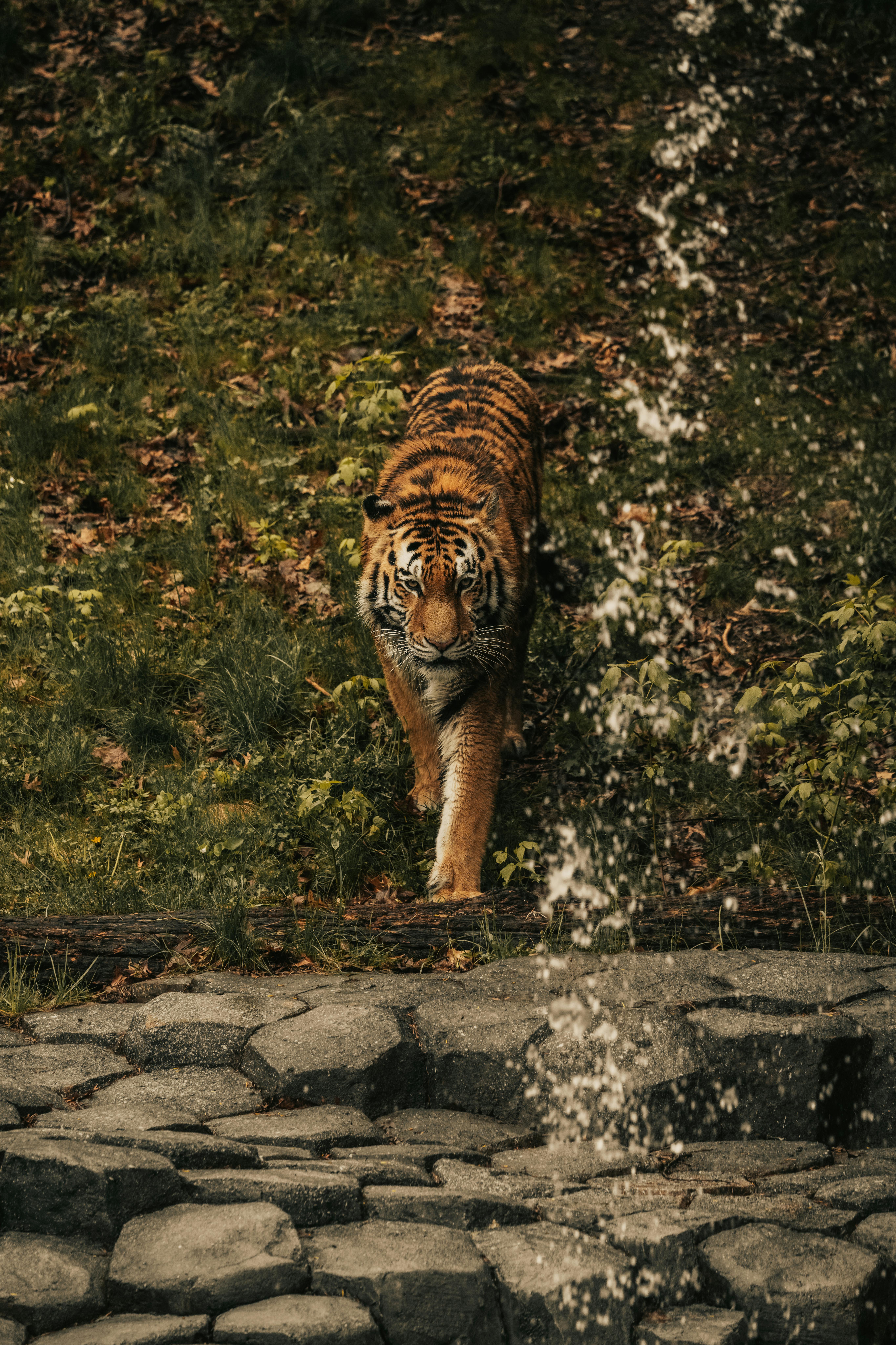 Approaching Tiger in Zoo Enclosure · Free Stock Photo