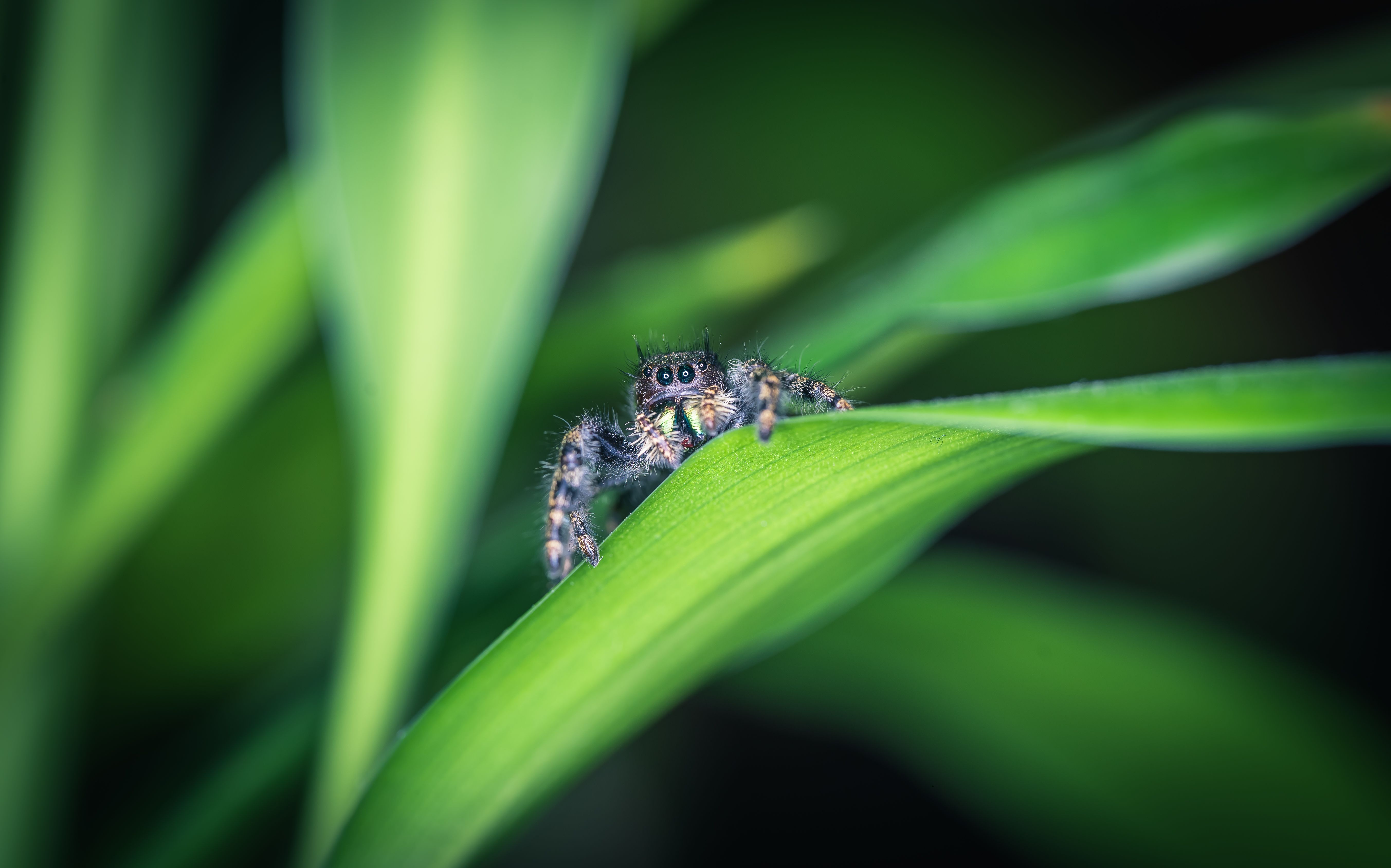 Closeup of Phidippus Jumping Spider Sitting on a Plant Leaf · Free ...