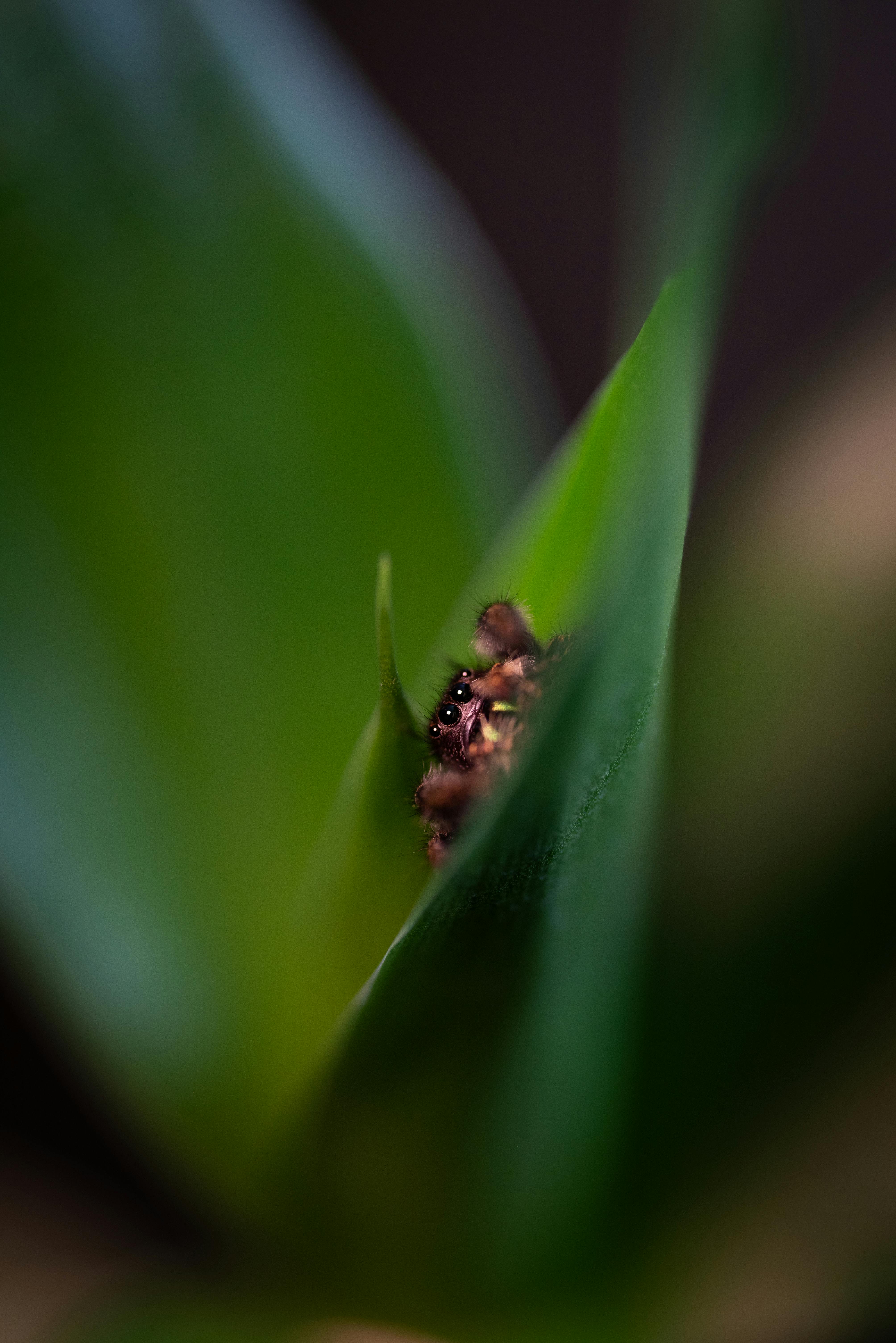 Sneaky Insects Photos, Download The BEST Free Sneaky Insects Stock ...