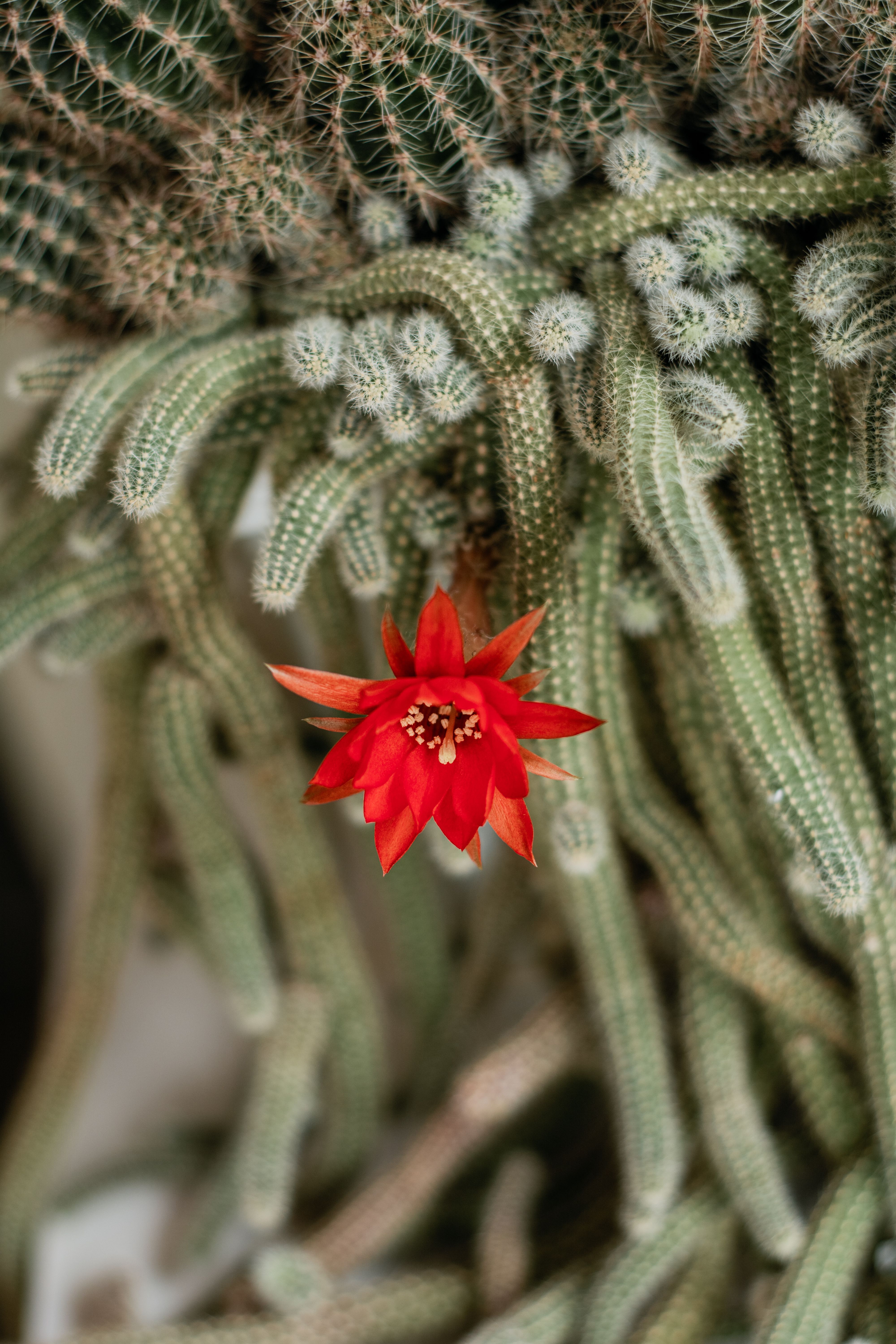 Cacti with a Blooming Red Flower · Free Stock Photo