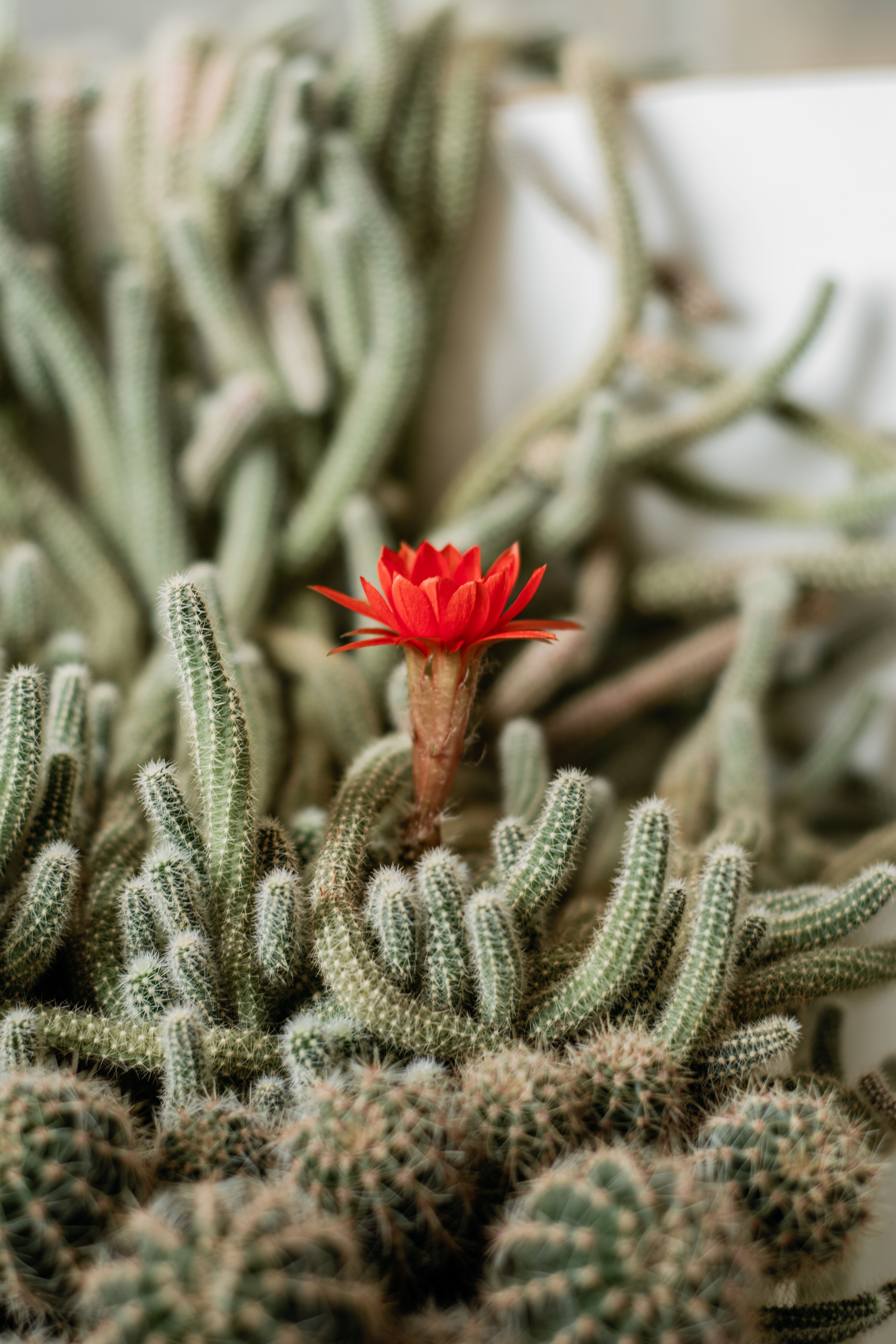 Red Flower Blooming from Cacti · Free Stock Photo