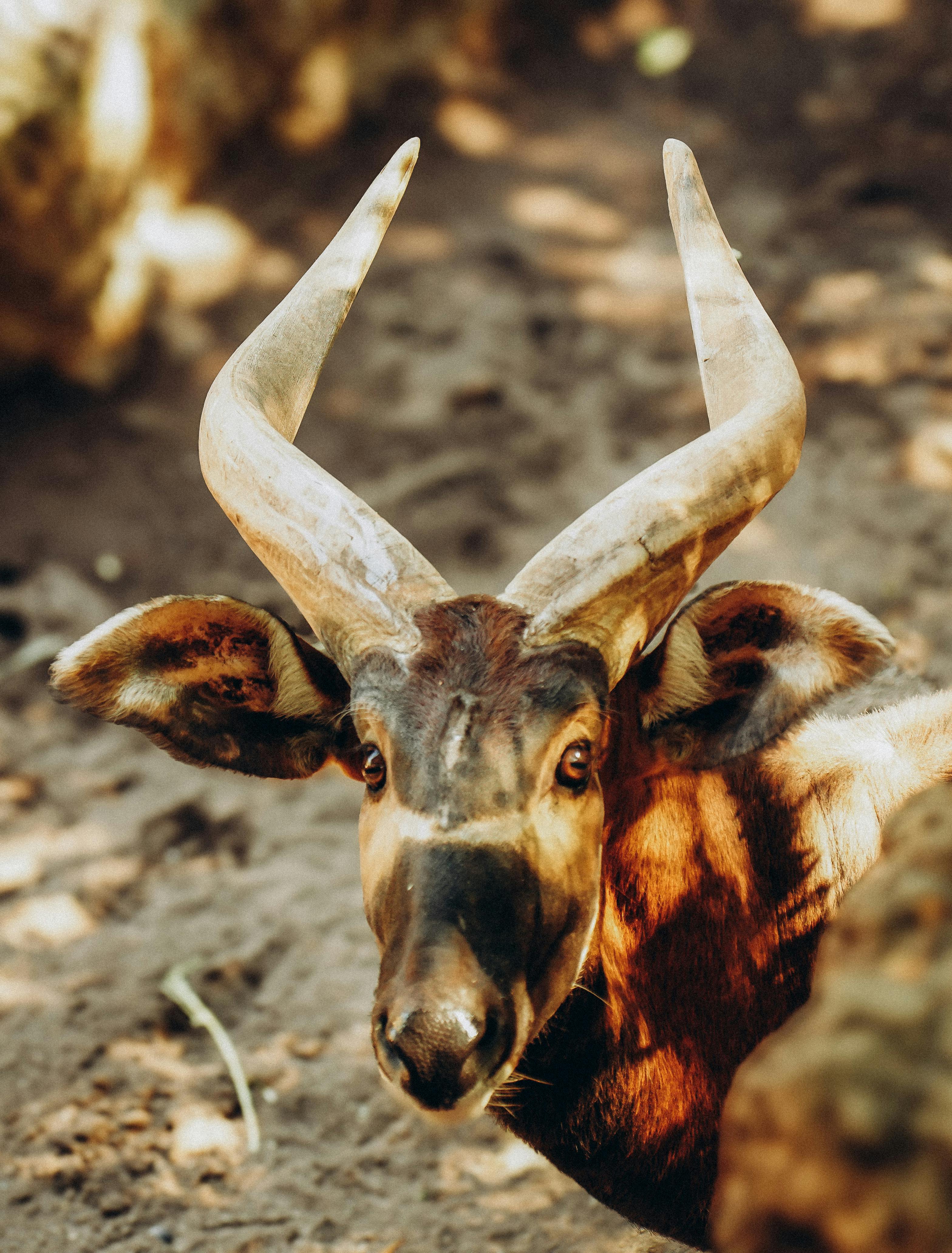 Close-up of a Bongo Antelope in a Zoo Enclosure · Free Stock Photo