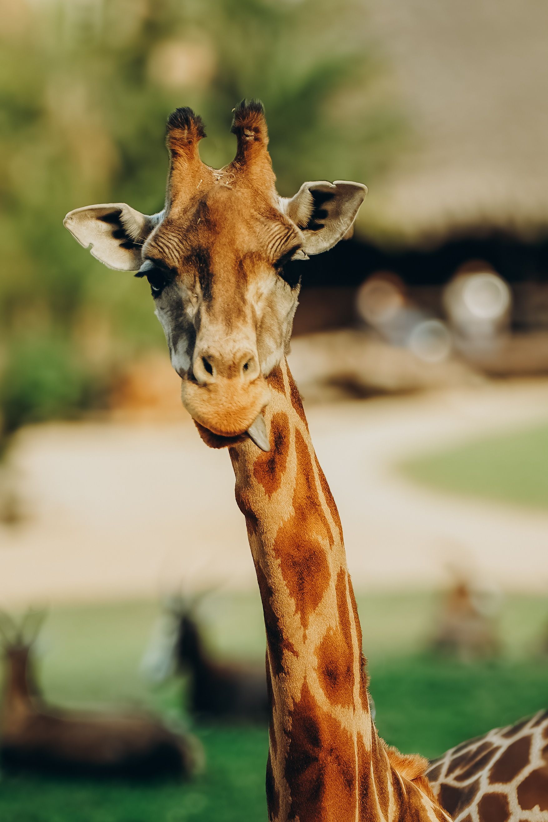 Foto profissional gratuita de animal, cabeça, exótico, girafa, jardim ...