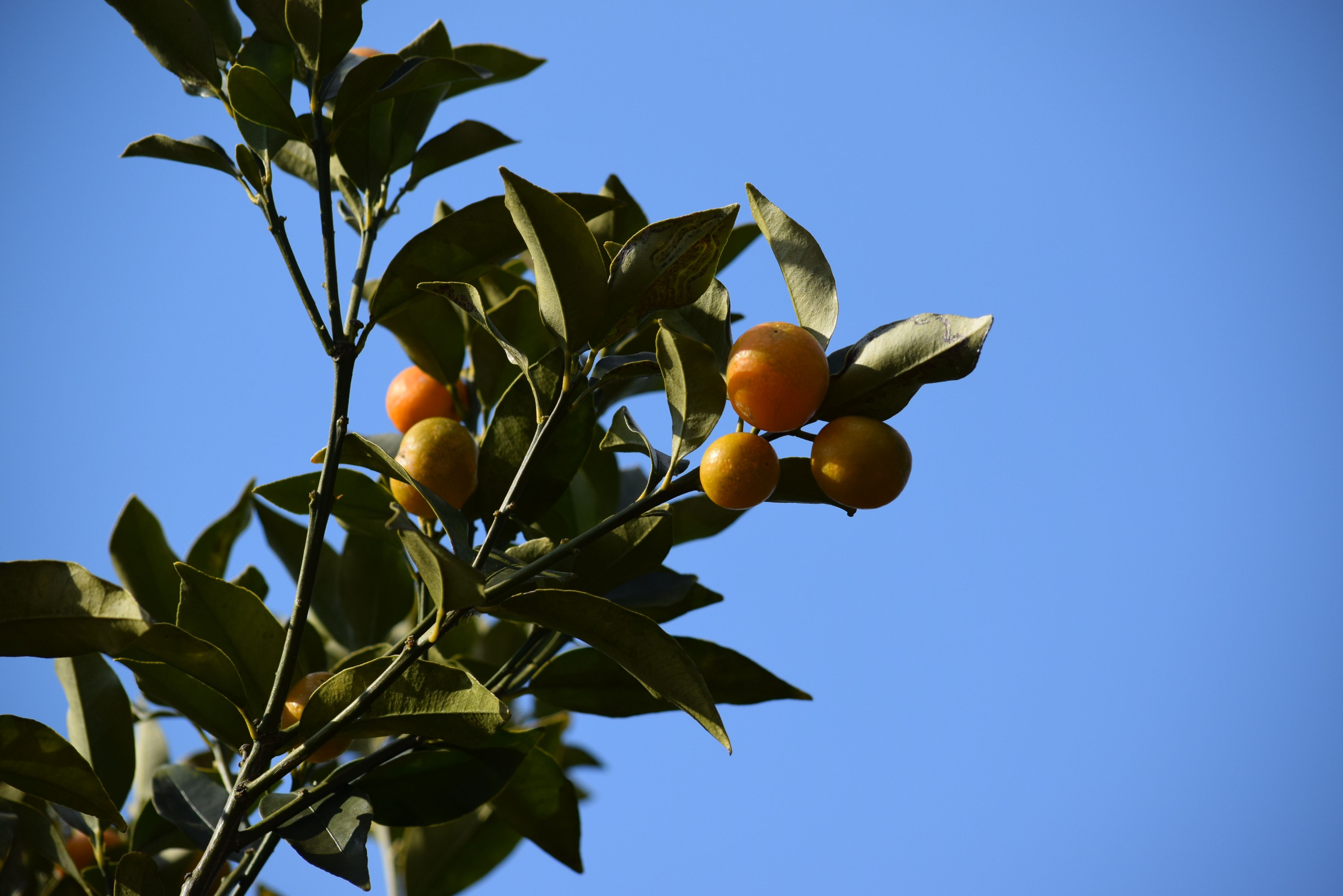 Branch of a Tangerine Tree with Fruit · Free Stock Photo