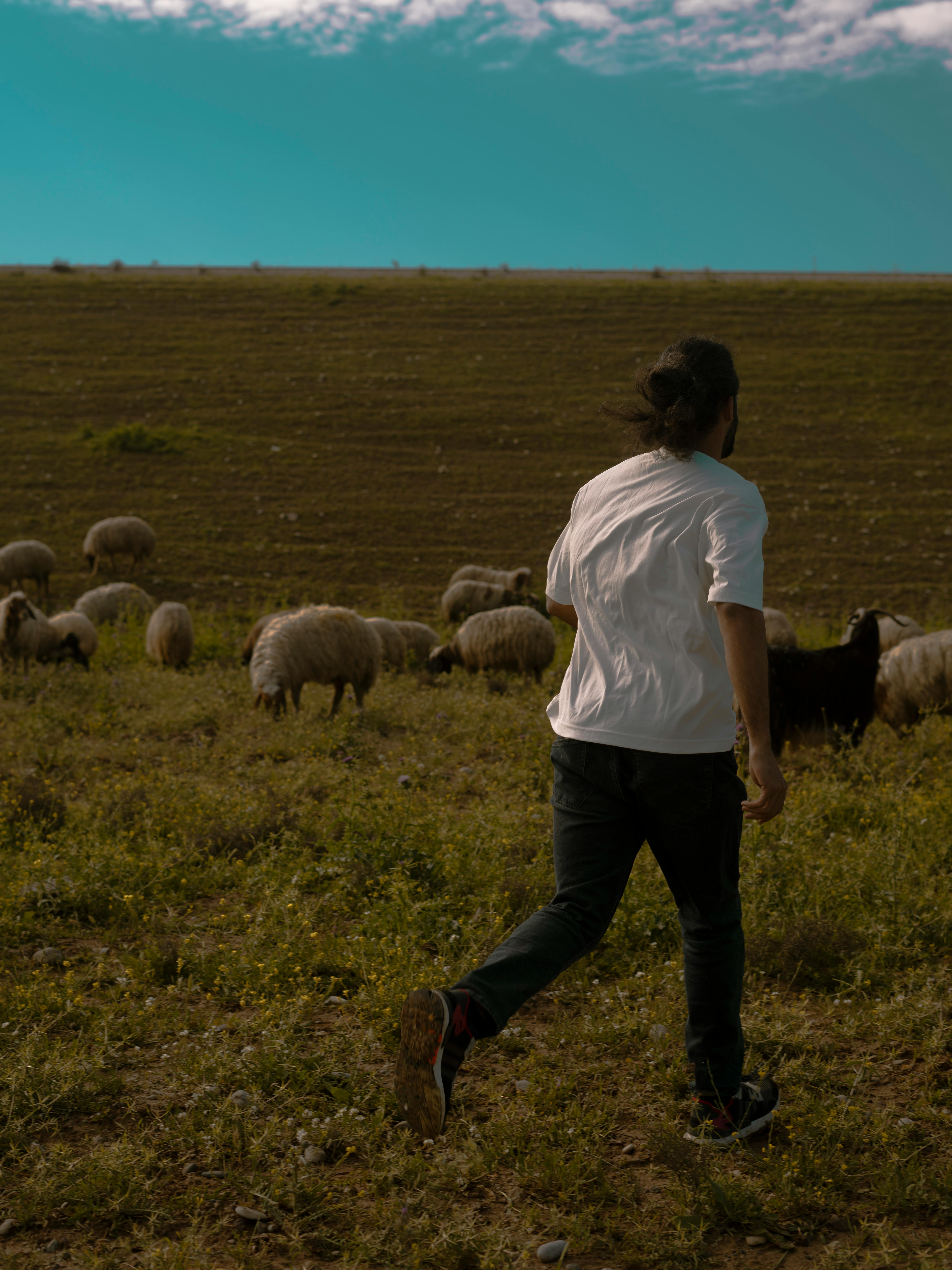 A Man Running on a Pasture with Sheep · Free Stock Photo