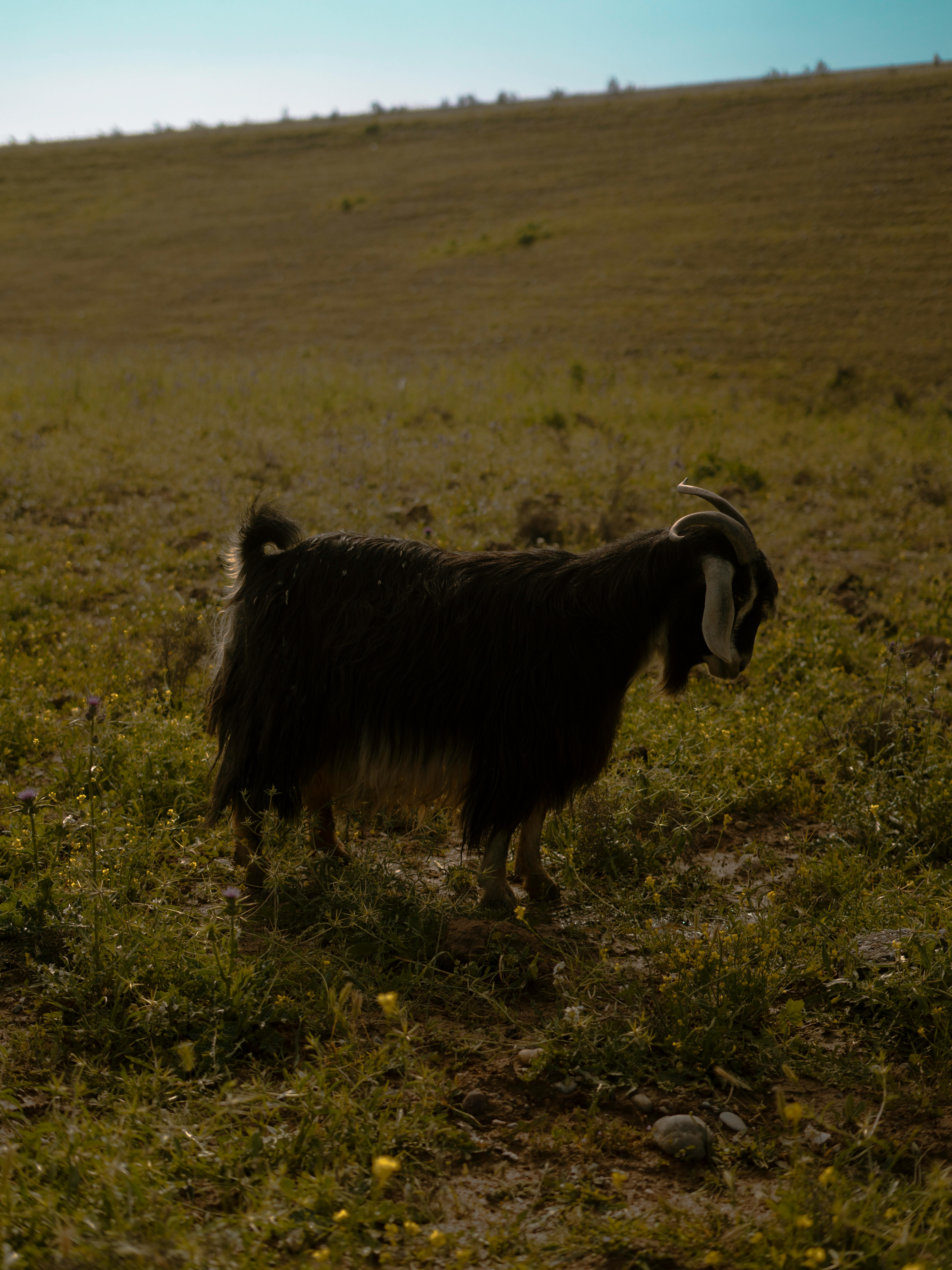 Goat Grazing by the Ocean in Cagayan Valley · Free Stock Photo