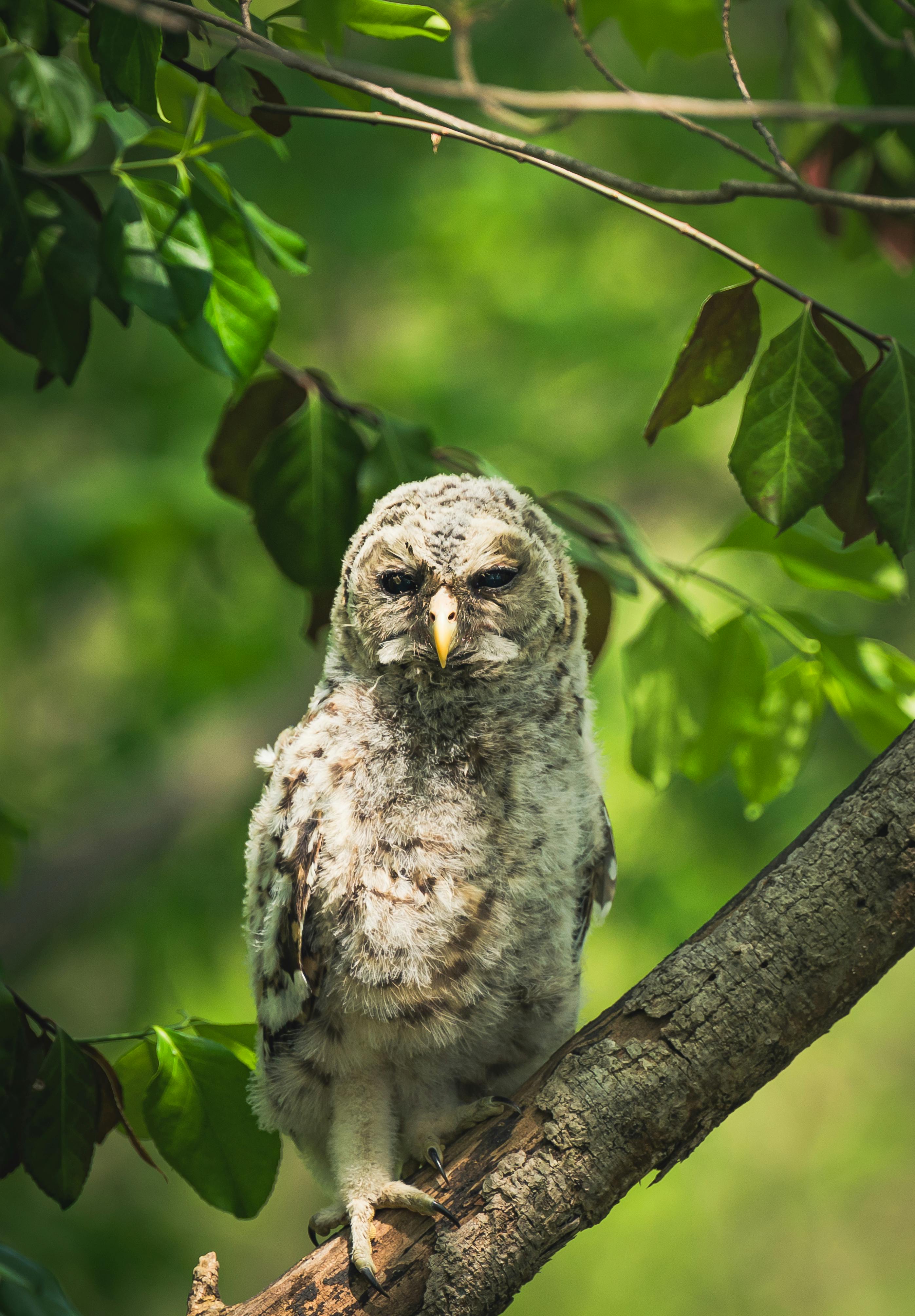 Close-up of a Brown Owl Perched on a Branch · Free Stock Photo