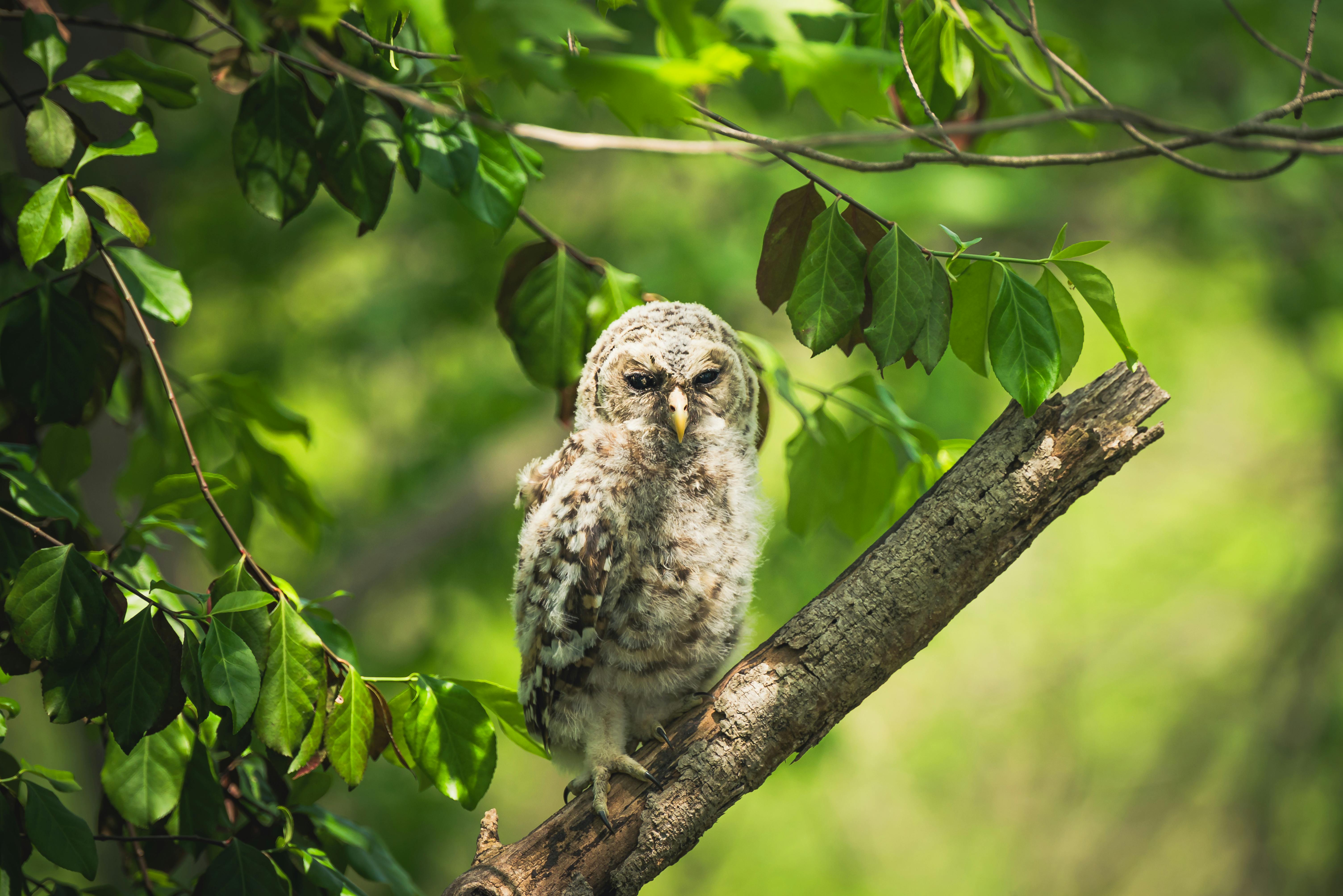 Tawny Owl Sitting on a Broken Tree Branch in Woodlands · Free Stock Photo