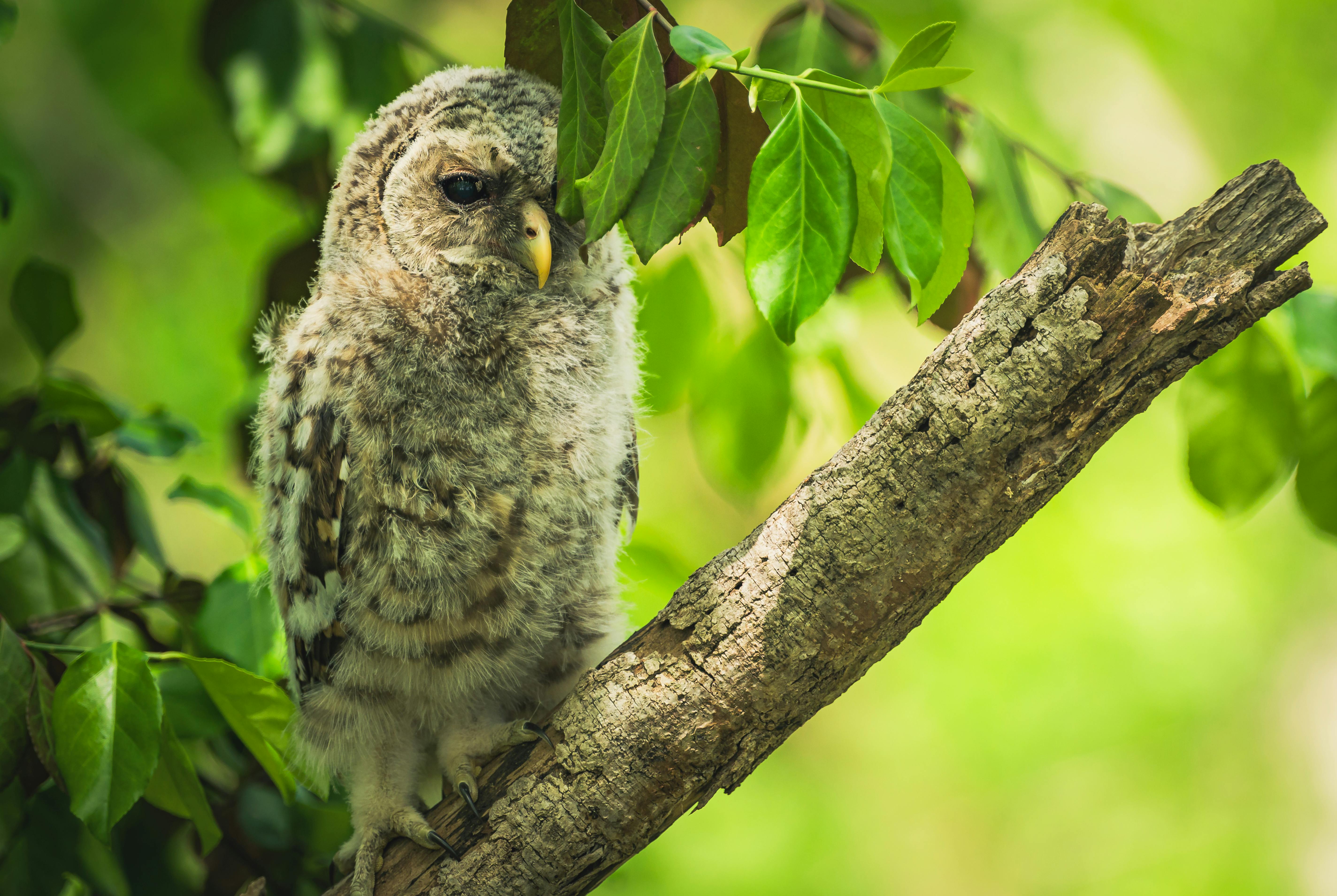 Tawny Owl Standing on Broken Branch under Trees · Free Stock Photo