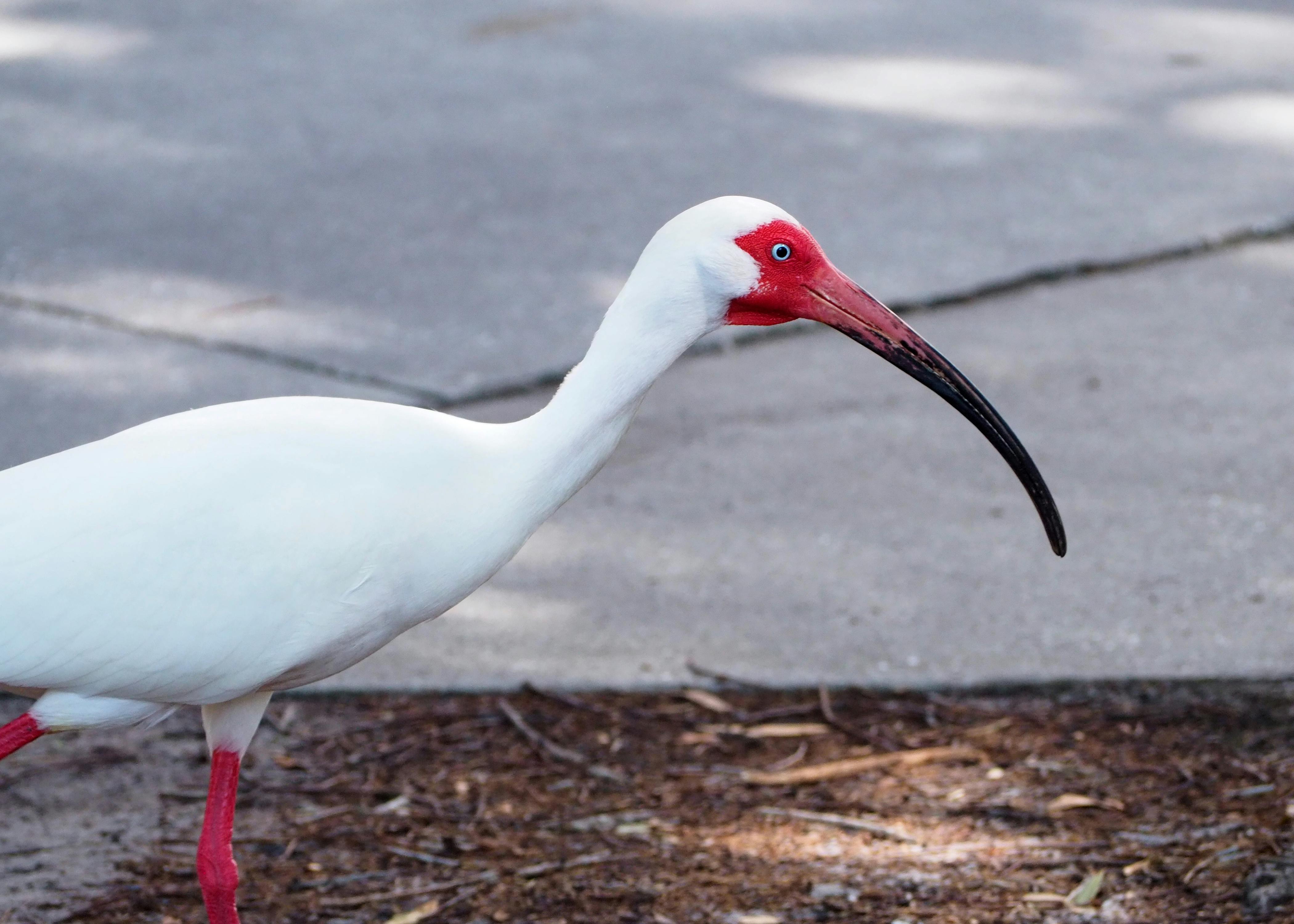 American White Ibis Bird Behavior and Diet Insights Revealed