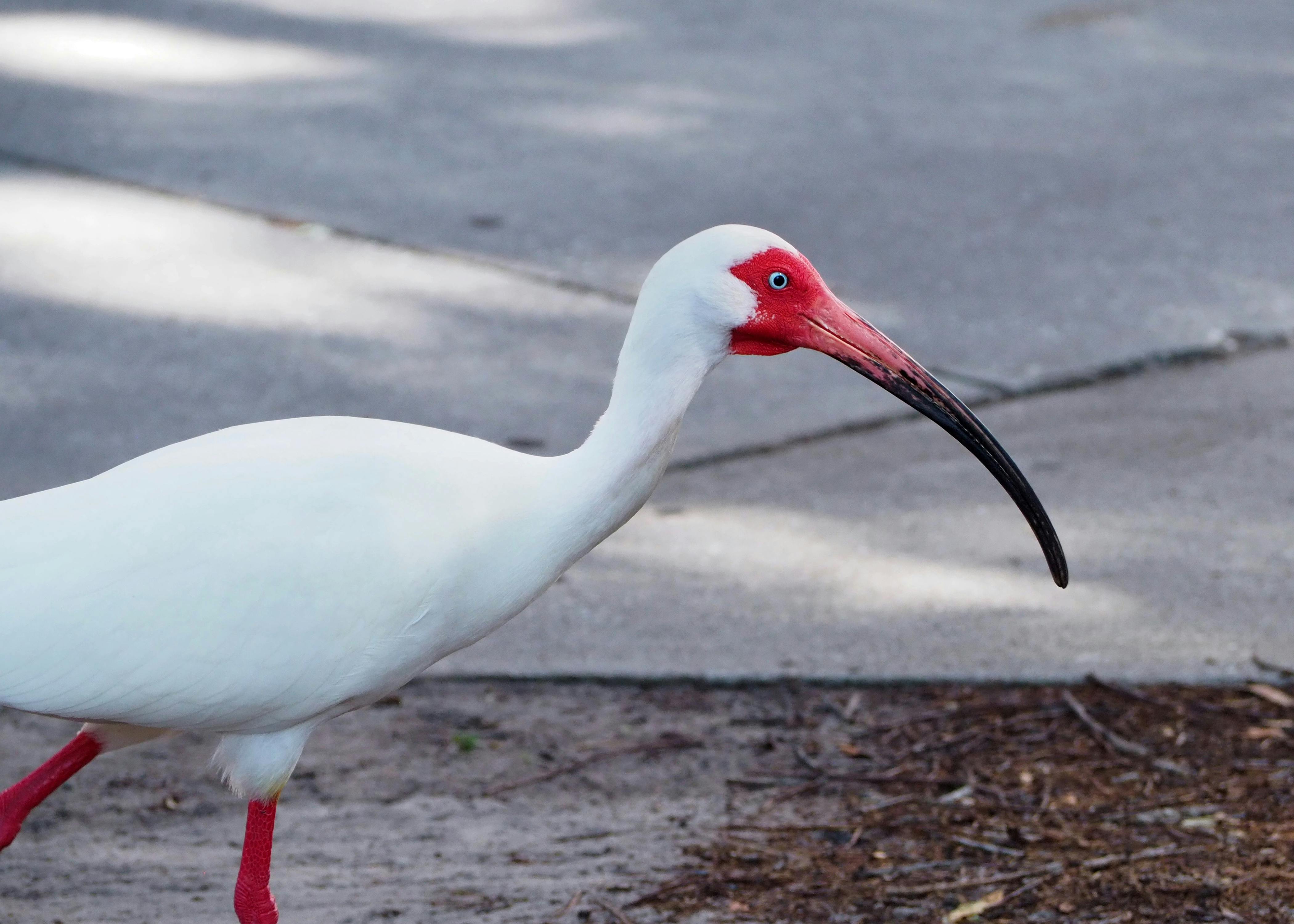 Scarlet Face Photos, Download The BEST Free Scarlet Face Stock Photos ...