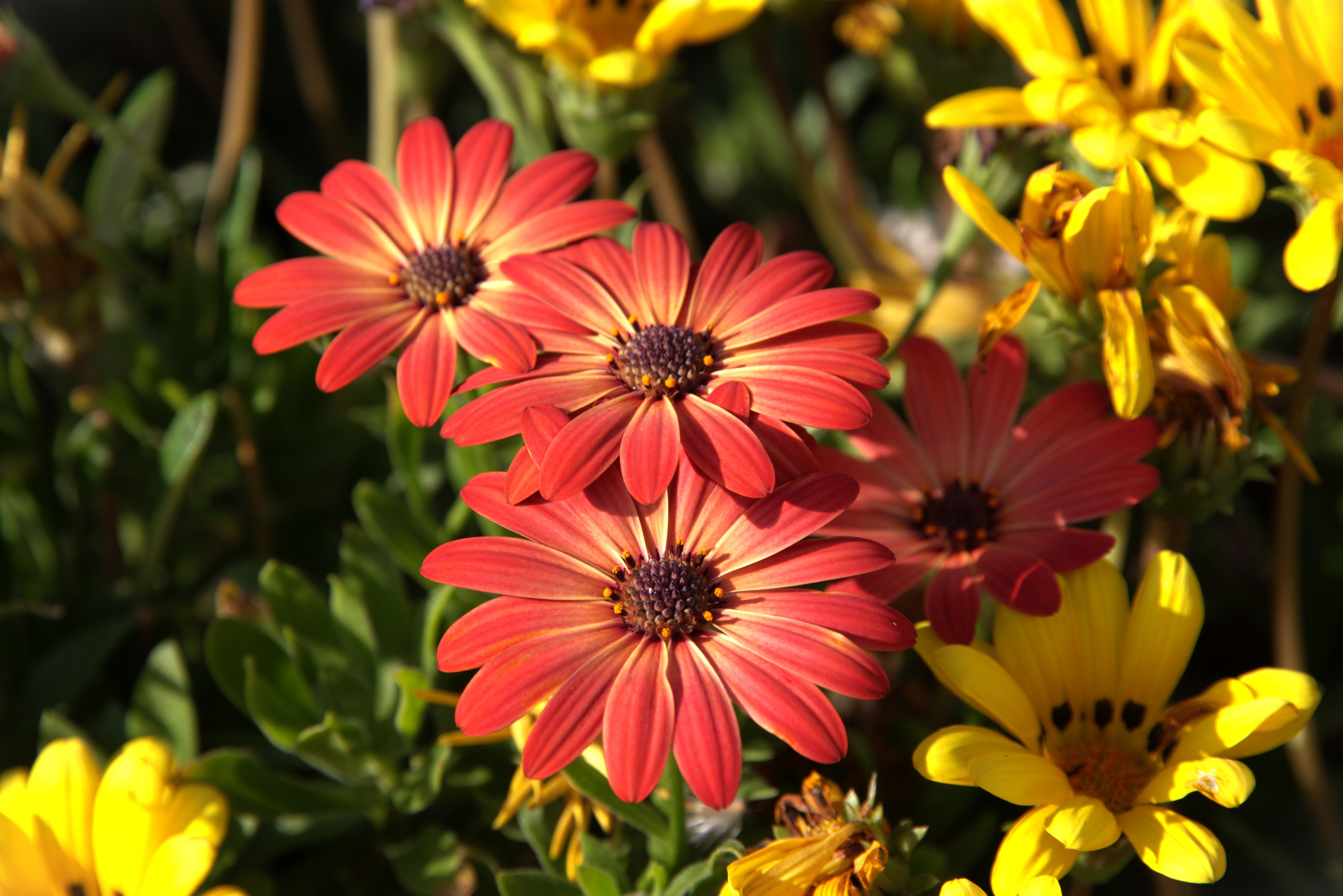 Treasure Flowers Photos, Download The BEST Free Treasure Flowers Stock ...