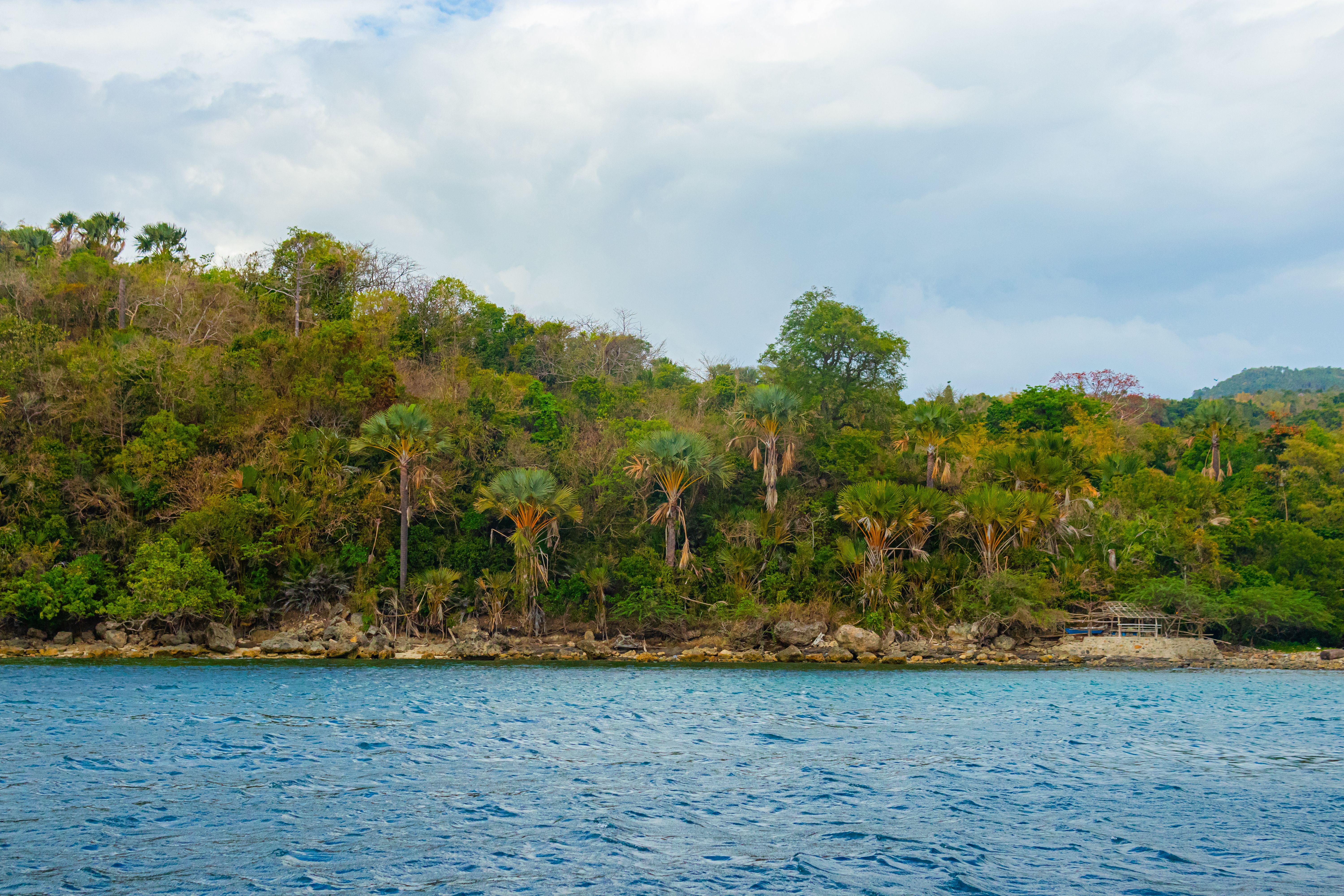 Trees on a Seashore · Free Stock Photo