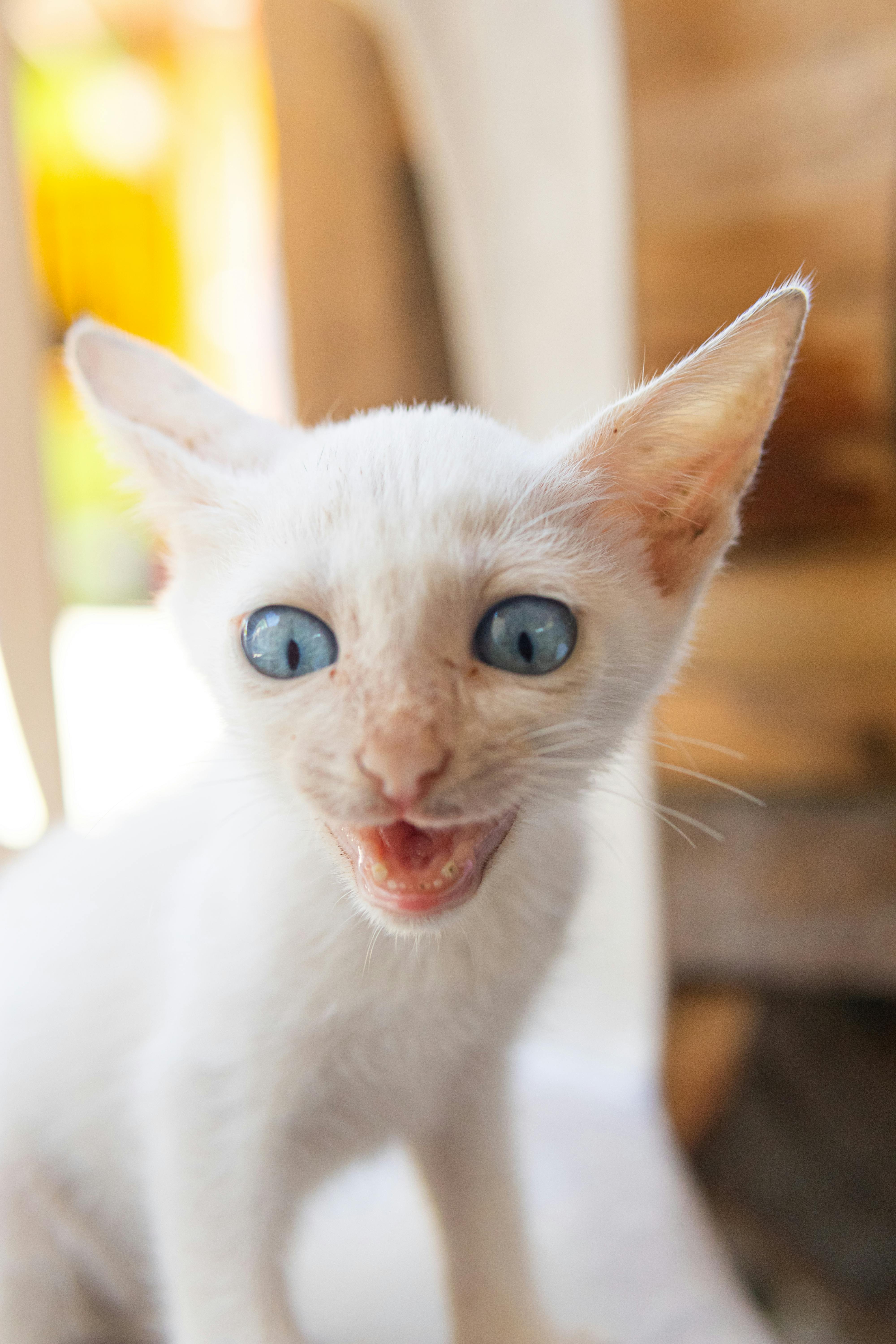 Upset White Kitten · Free Stock Photo
