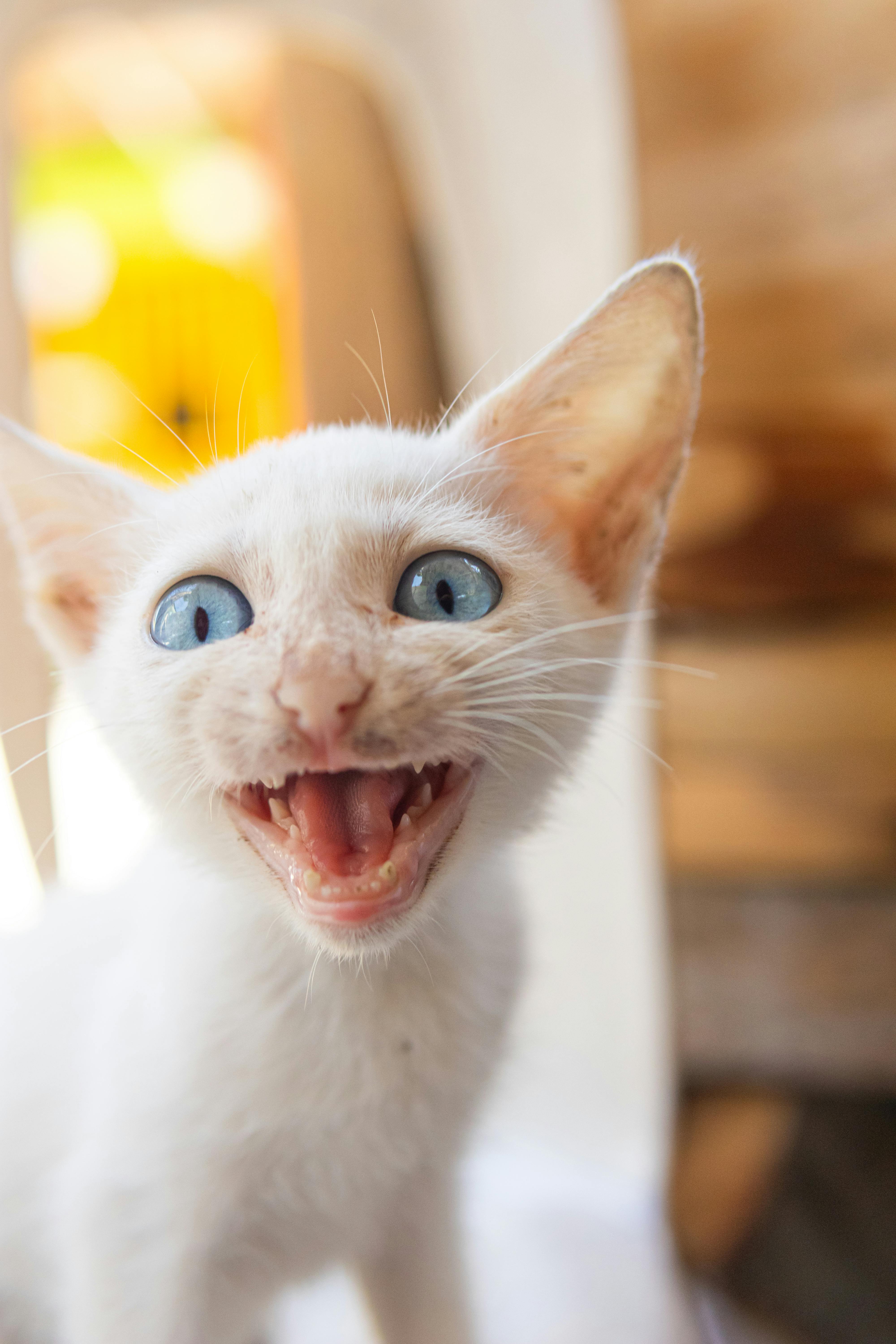 Funny White Kitten · Free Stock Photo