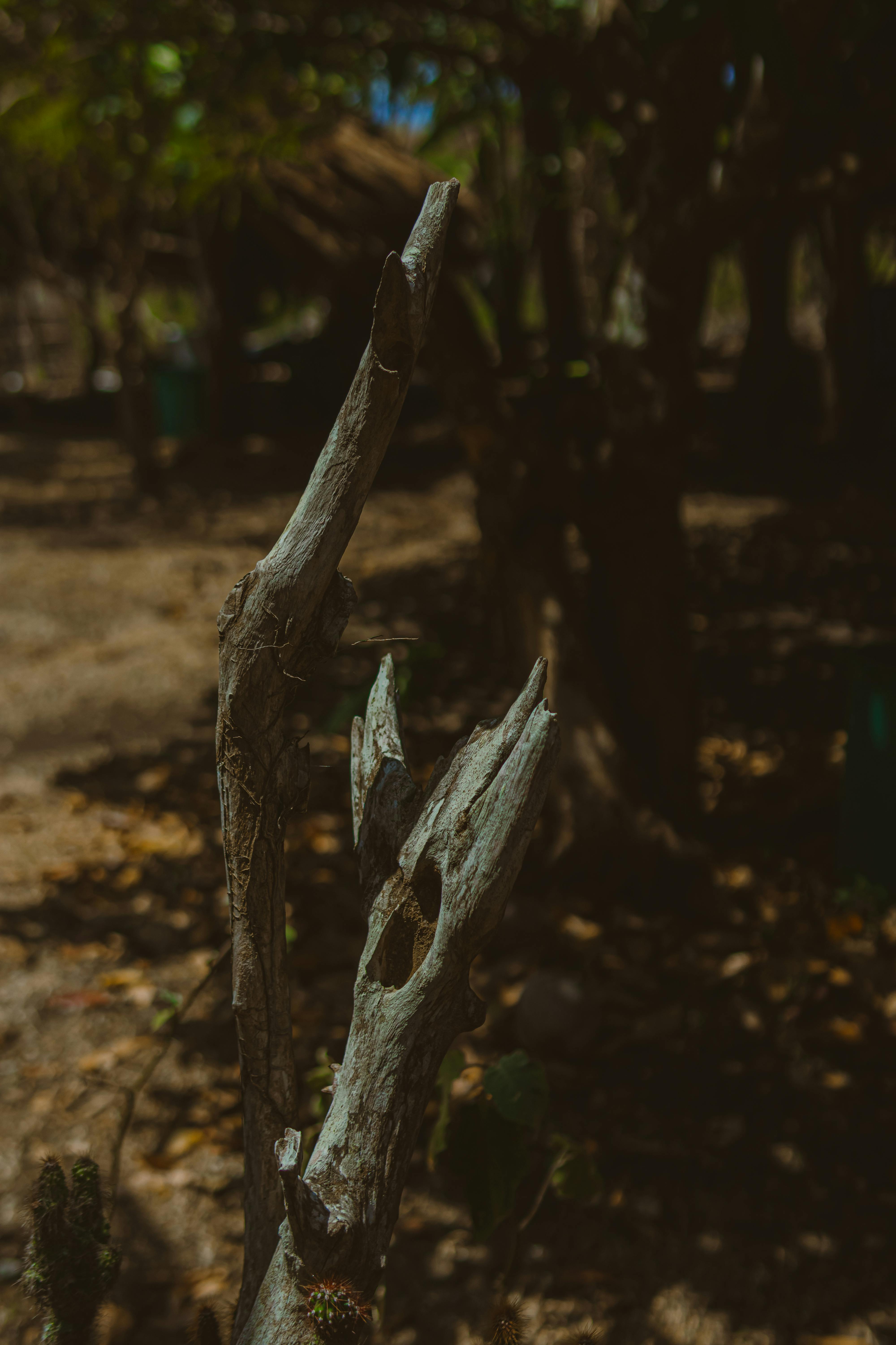 Withered Branches in Forest · Free Stock Photo
