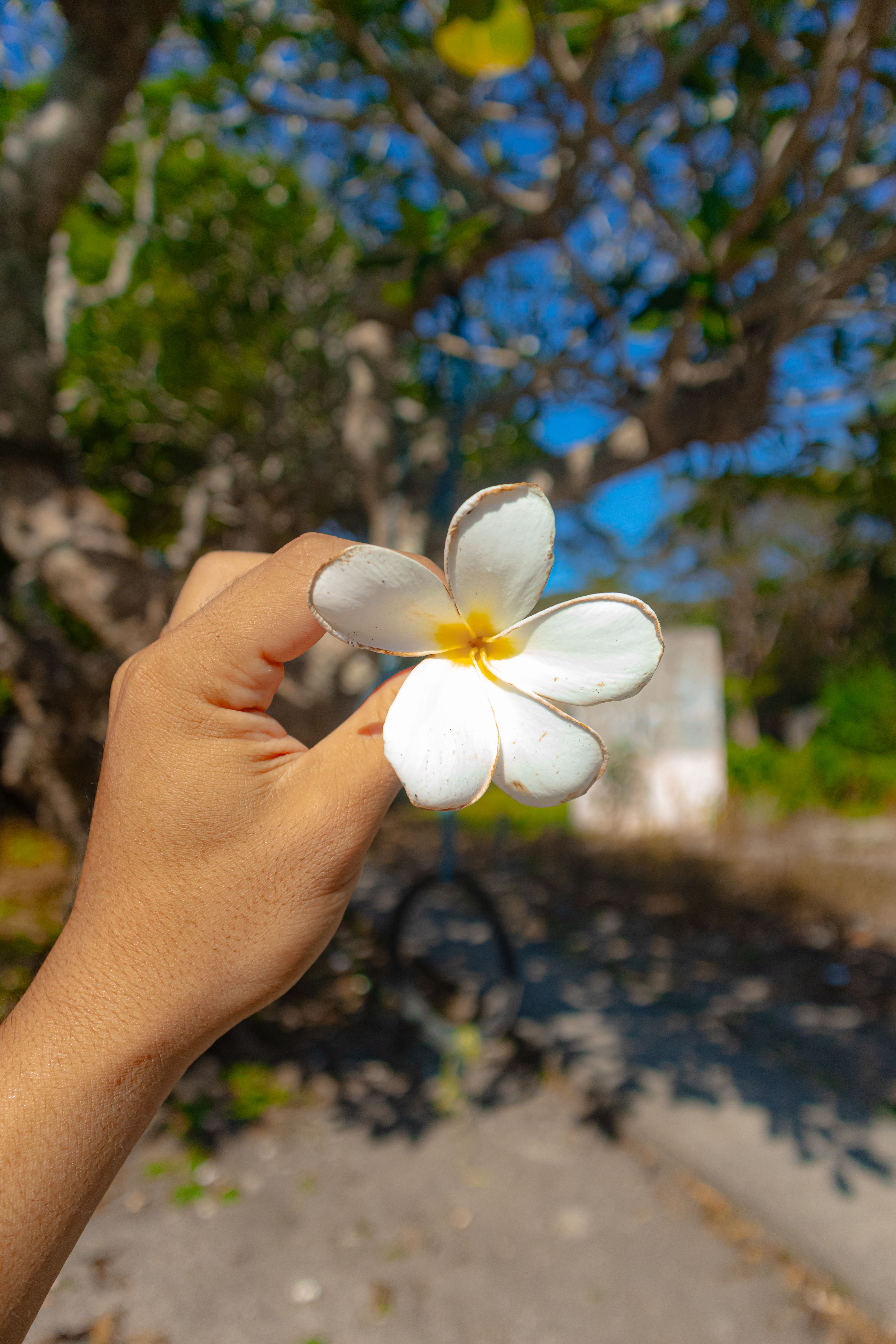 Close-up of Woman Holding a Delicate Flower between Her Fingers · Free ...