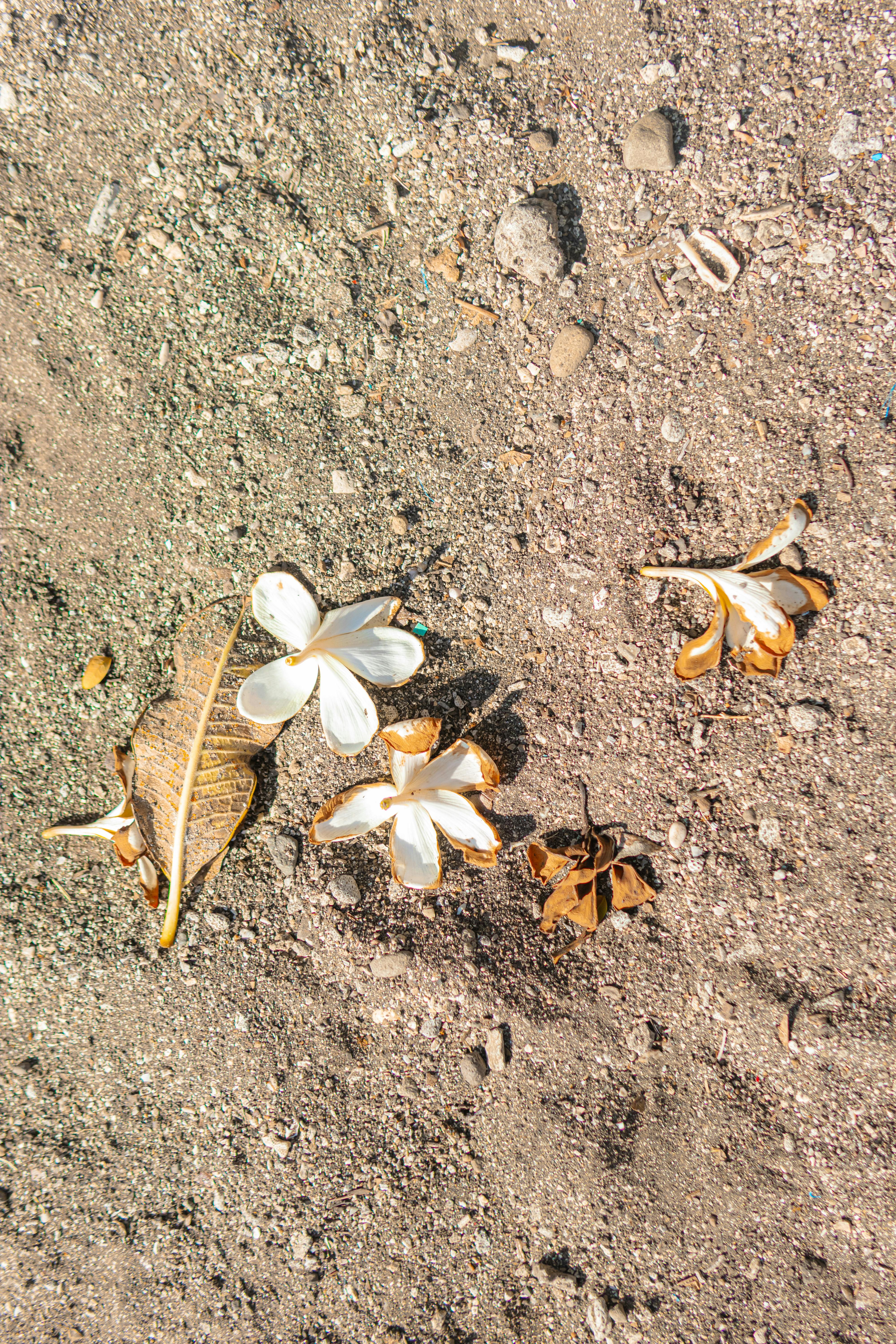 Top View of White Flowers Lying on the Sand · Free Stock Photo