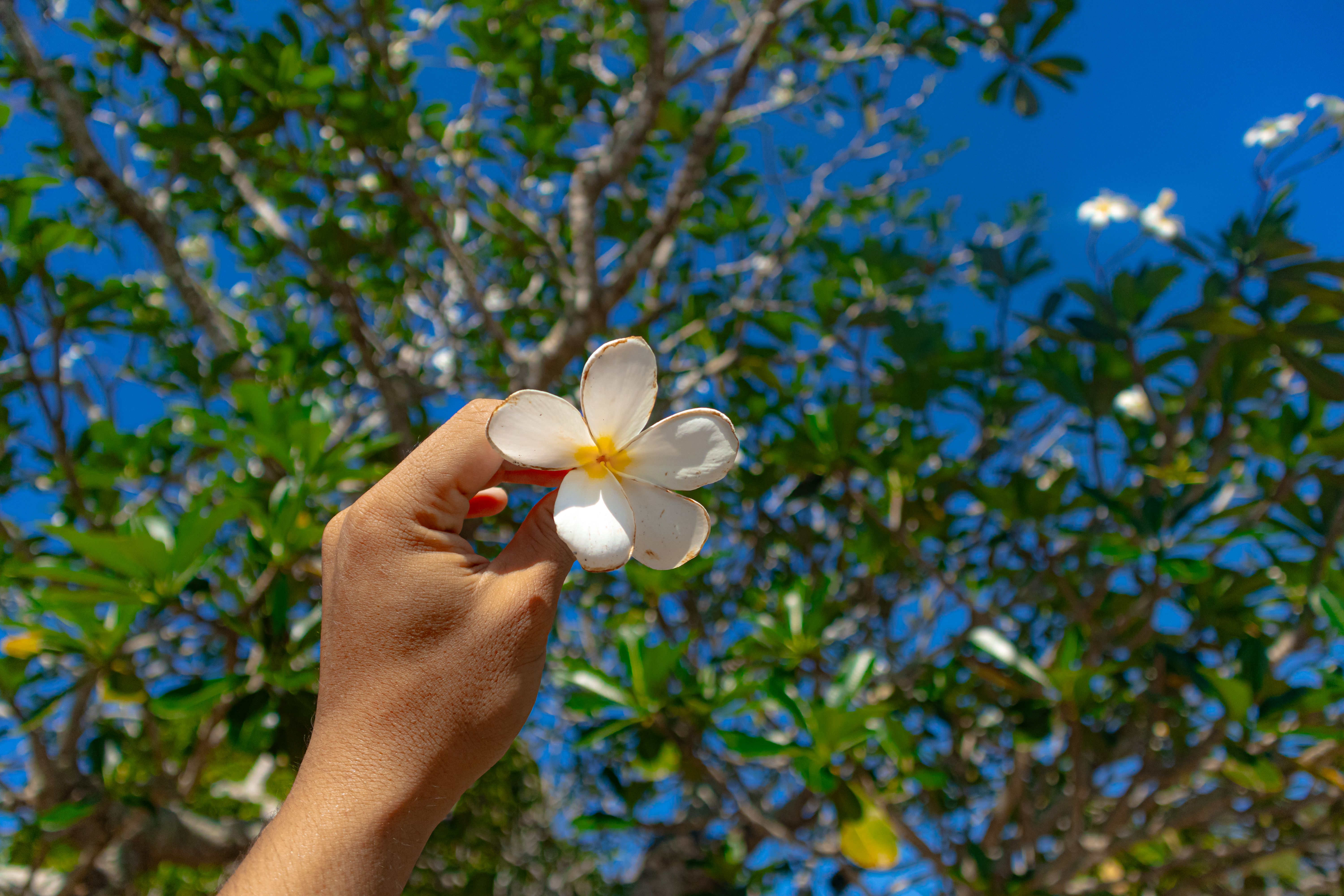 Close-up of Woman Holding a Delicate Flower between Her Fingers · Free ...