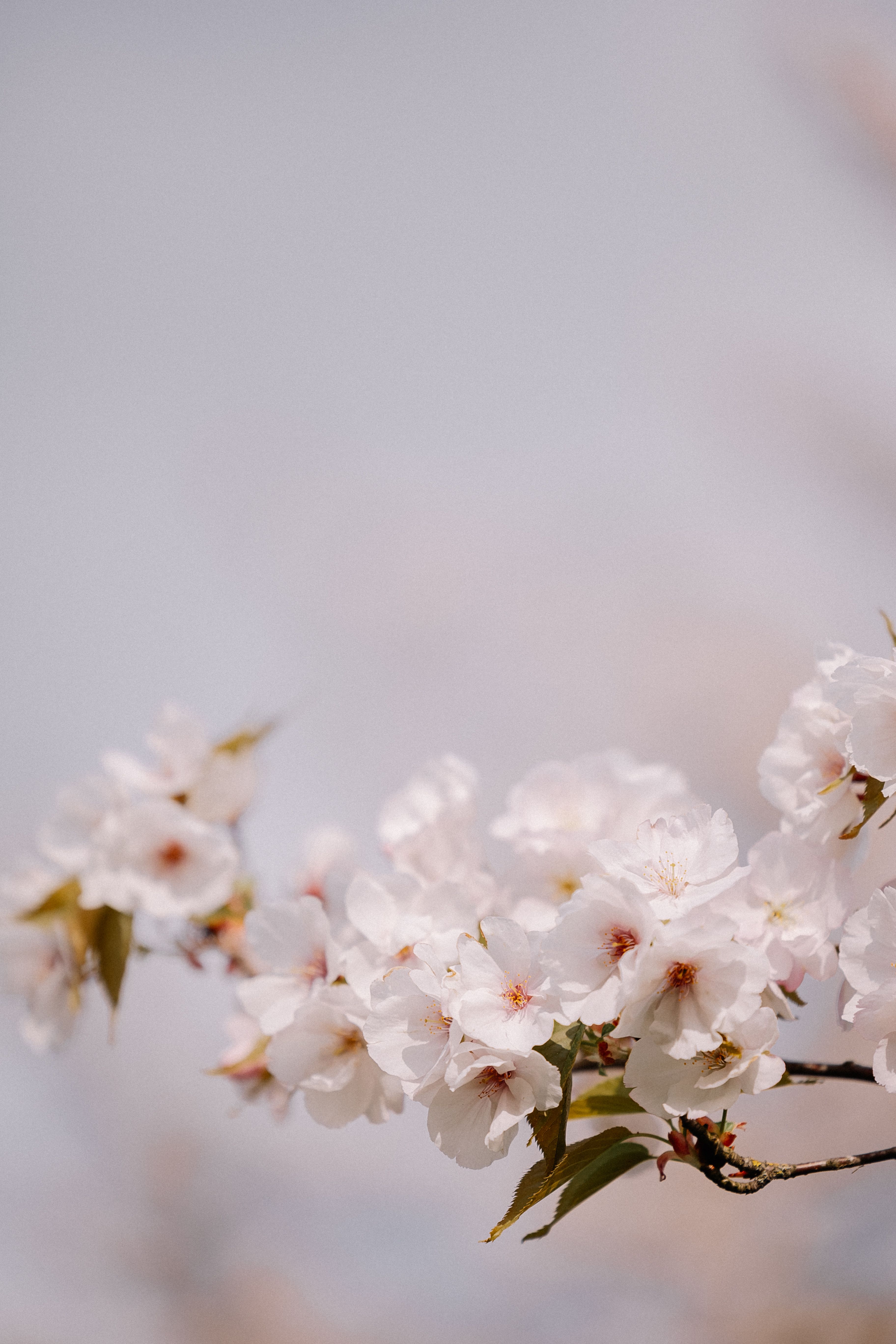 Sherry Blossom Tree Photos, Download The BEST Free Sherry Blossom Tree ...