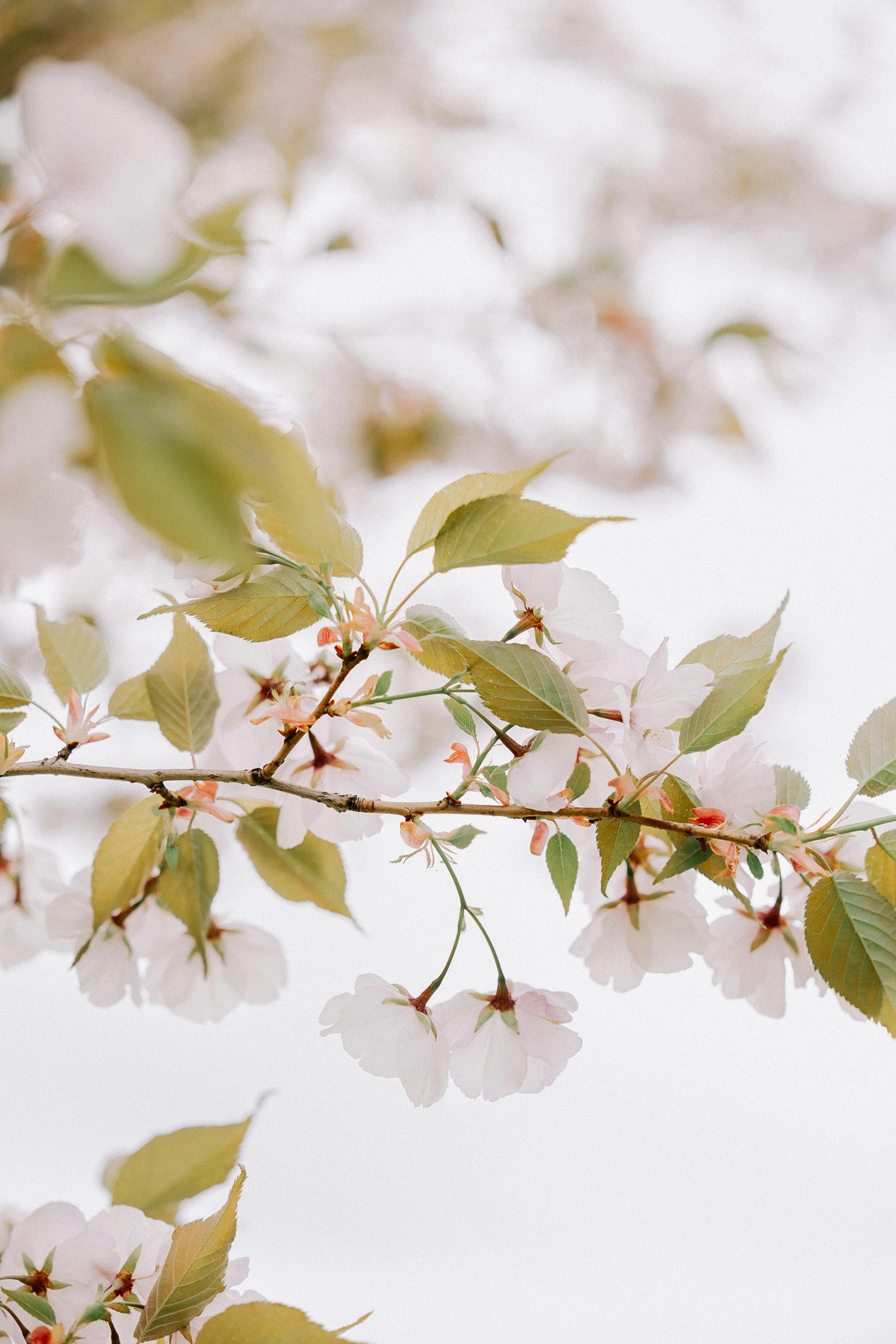 Pink Tinge Photos, Download The BEST Free Pink Tinge Stock Photos & HD ...