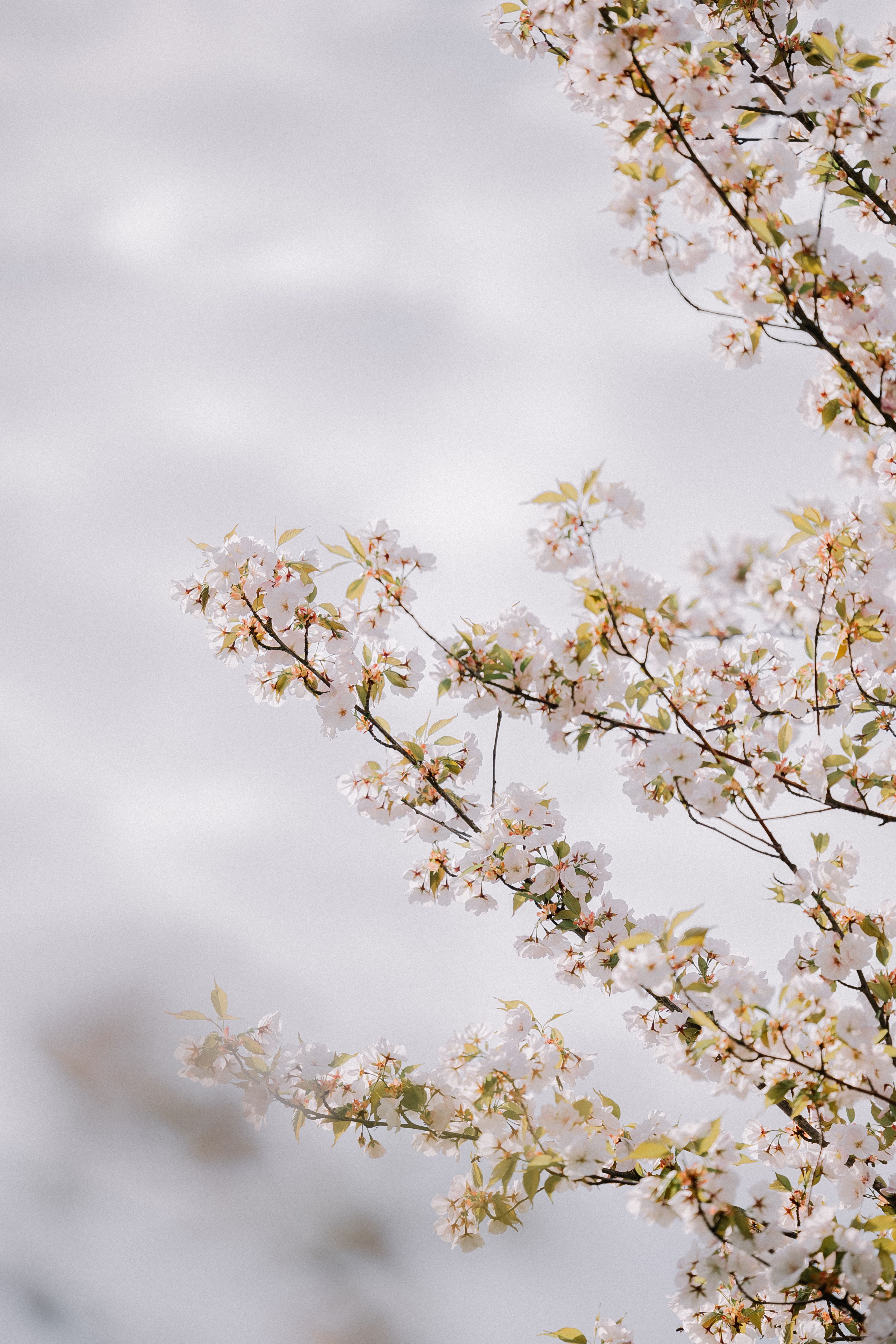 Cherry Blossoms in Spring · Free Stock Photo