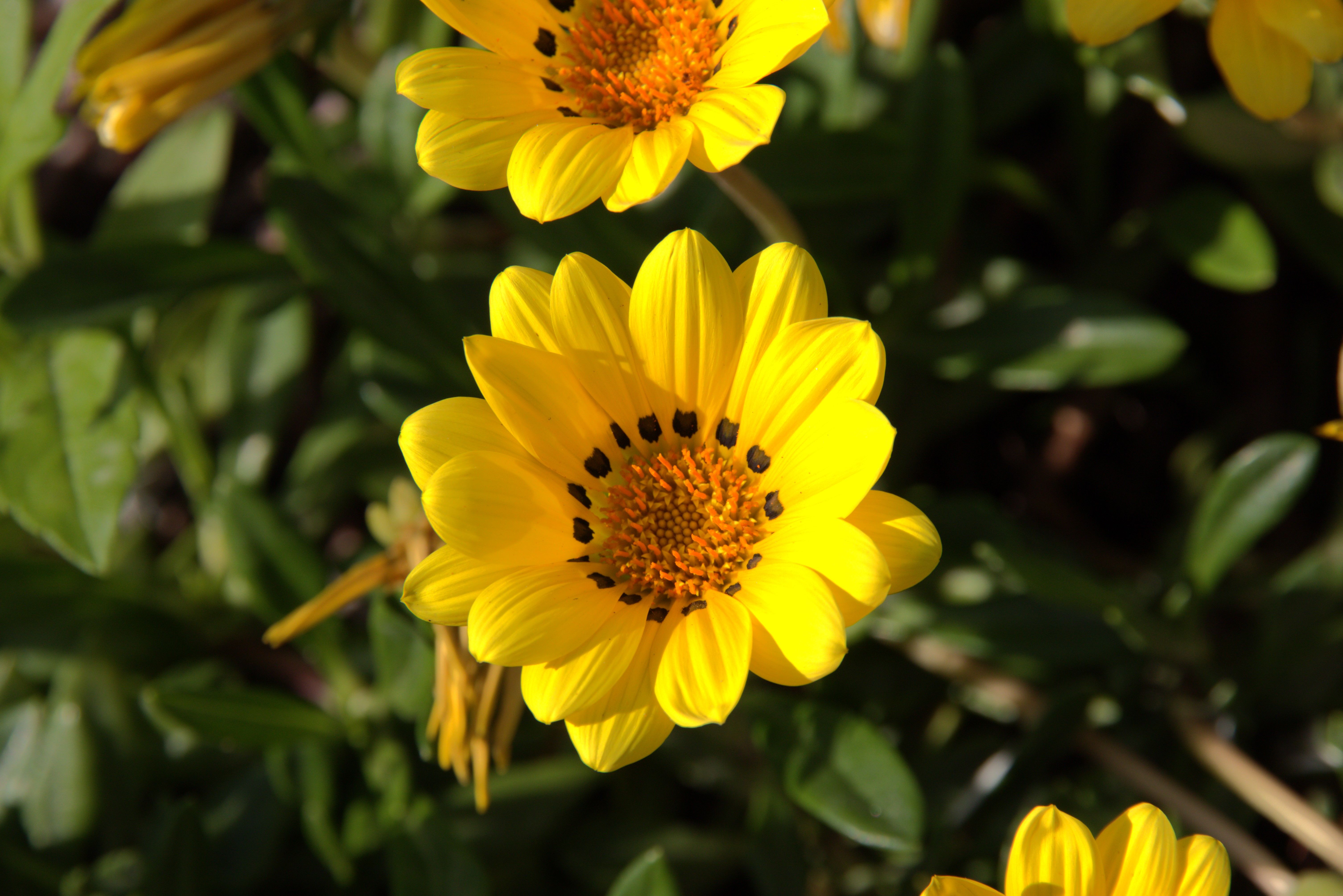 Yellow Gazania Linearis Flower · Free Stock Photo