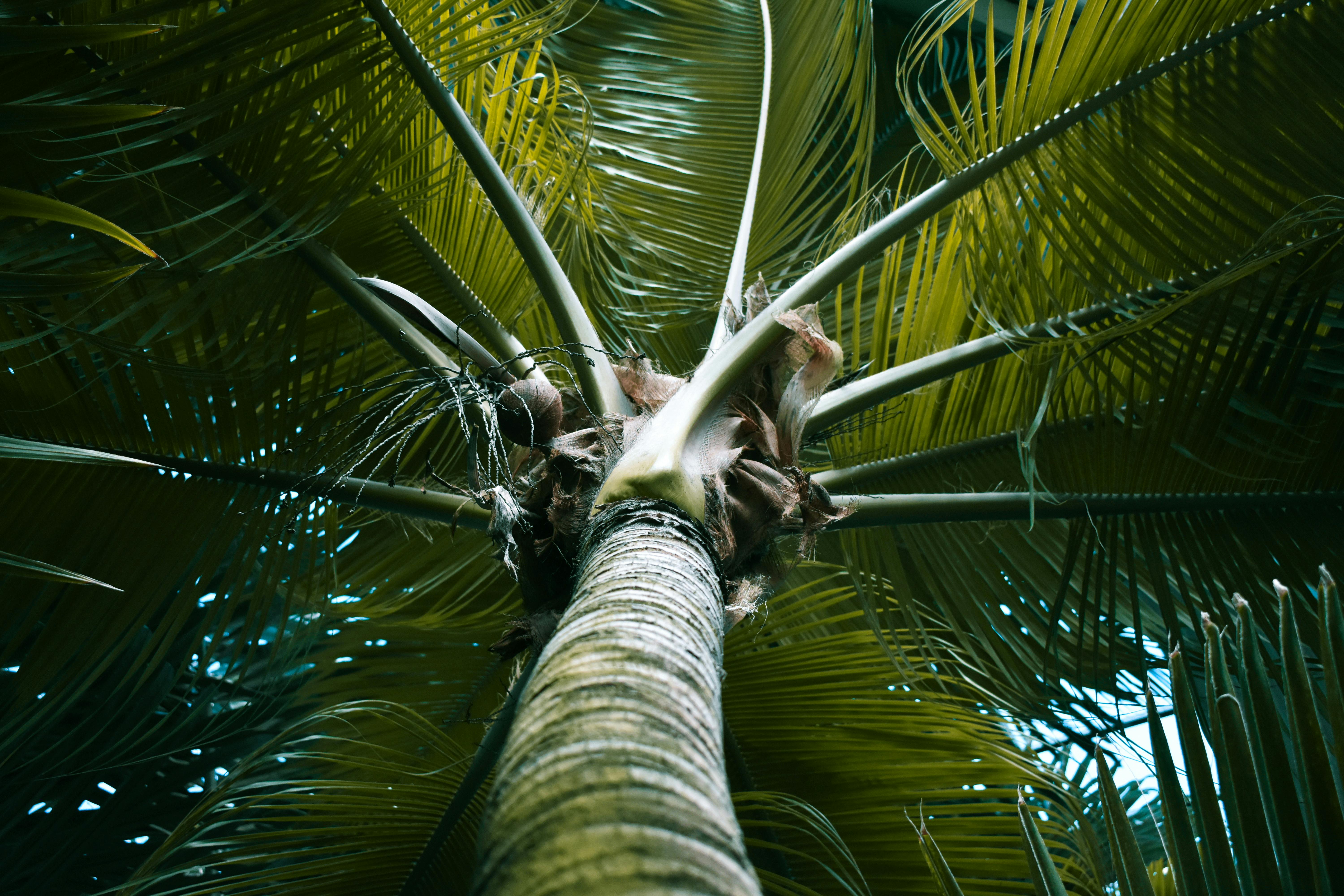 Photo of Coconut Tree During Daytime · Free Stock Photo