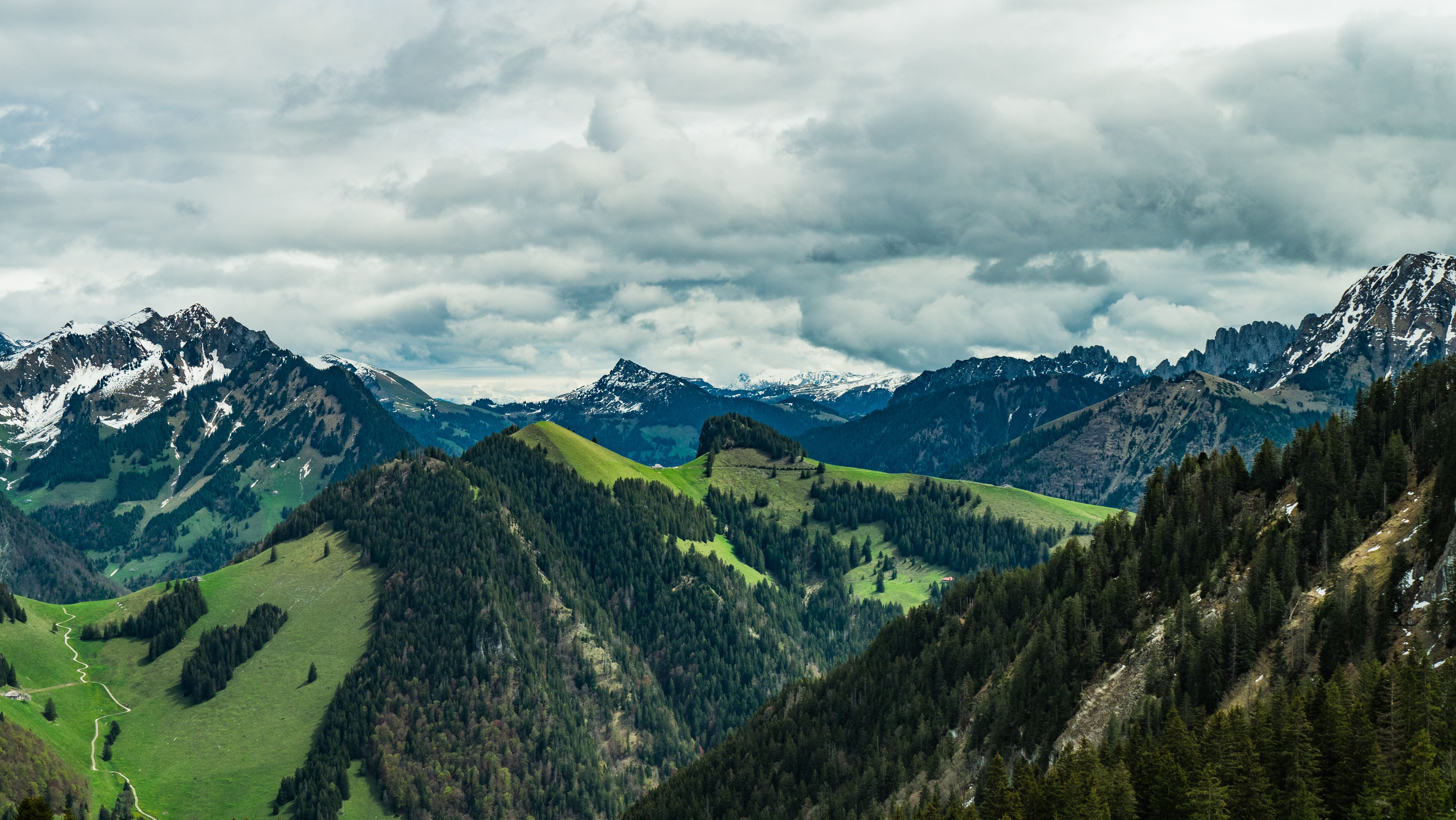 Coniferous Forest in Swiss Alps · Free Stock Photo