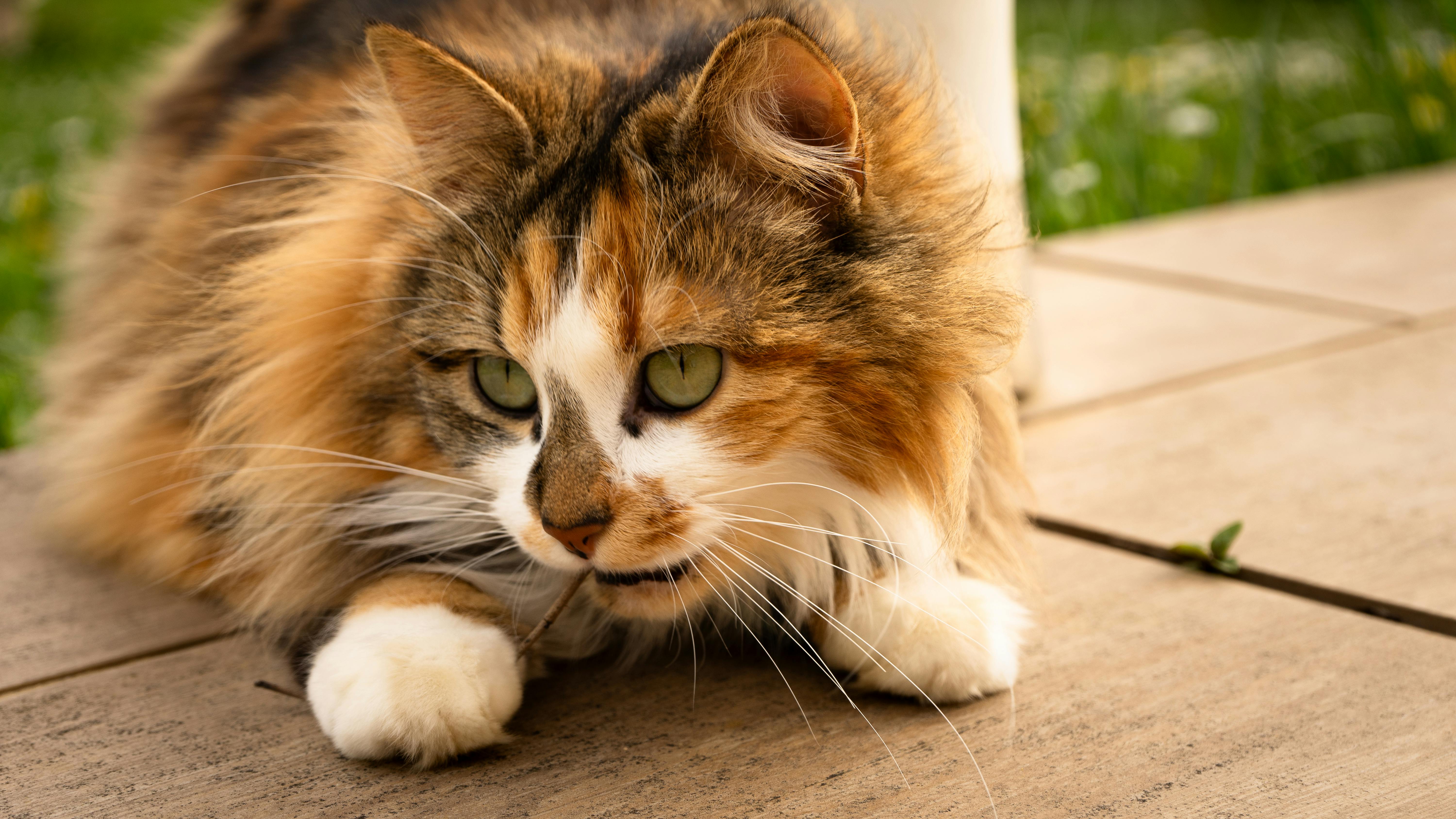 Close-up of a Bushy Cat · Free Stock Photo