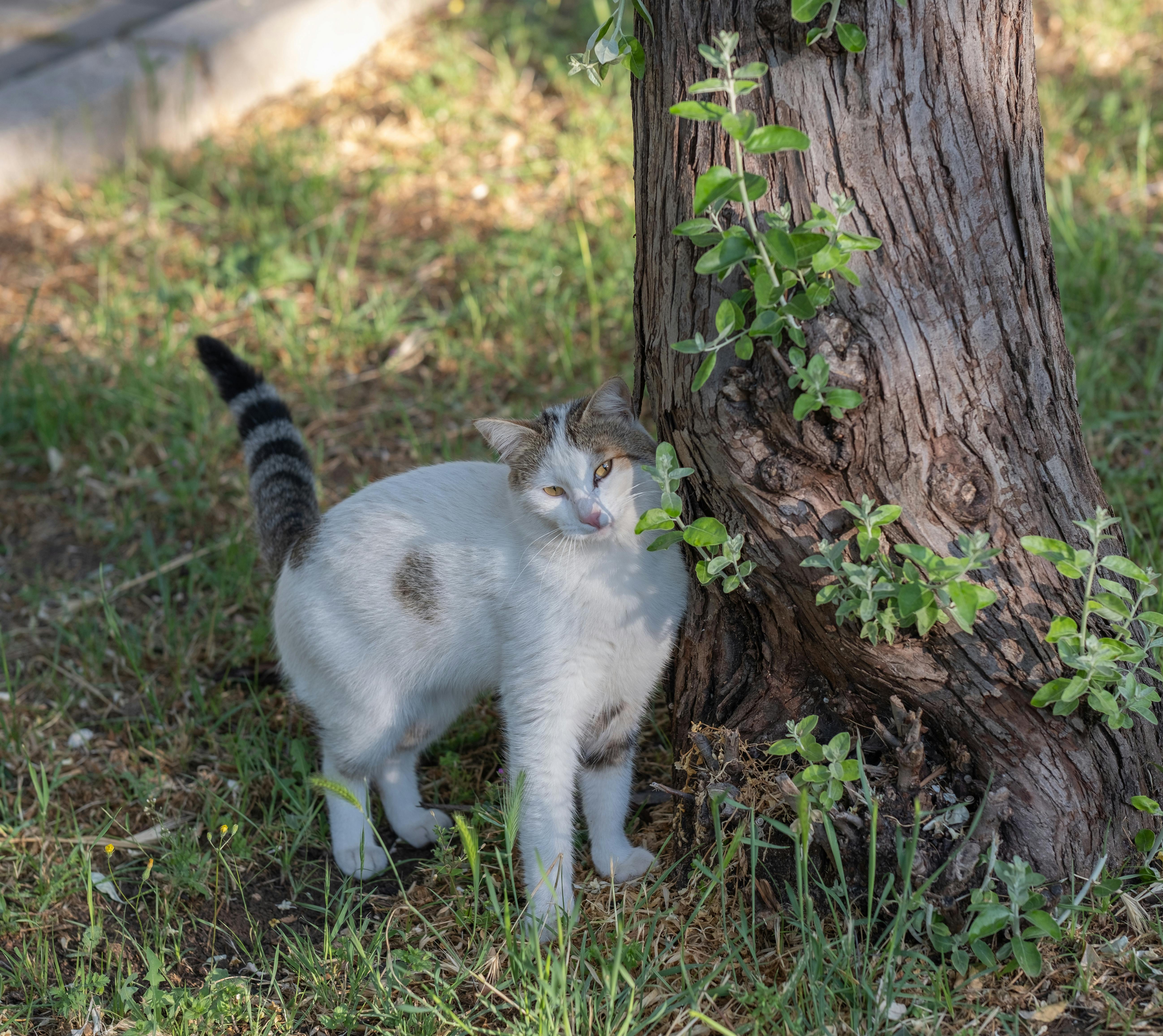 Cat near Tree · Free Stock Photo