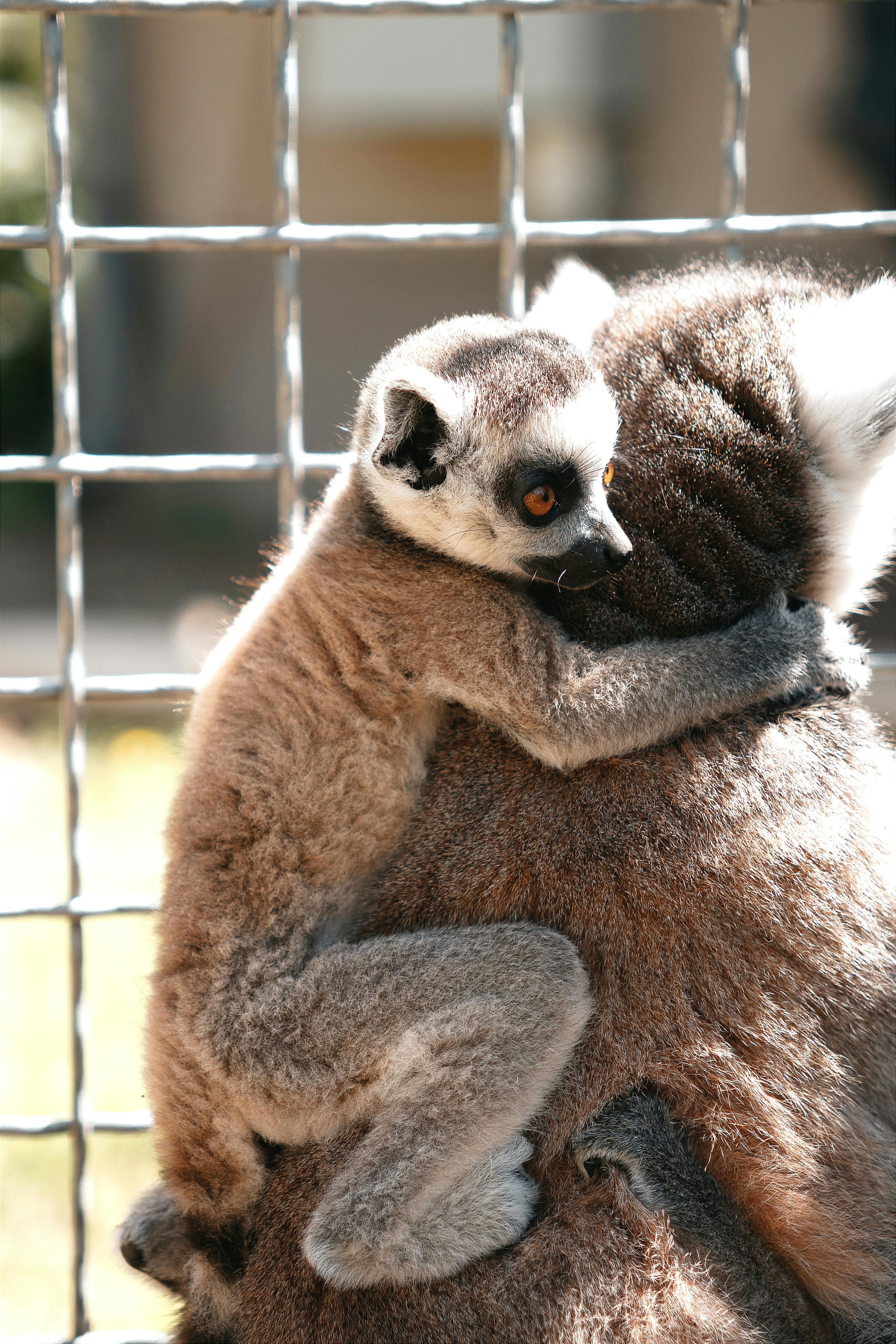 Baby Lemur on the Shoulder of His Father · Free Stock Photo