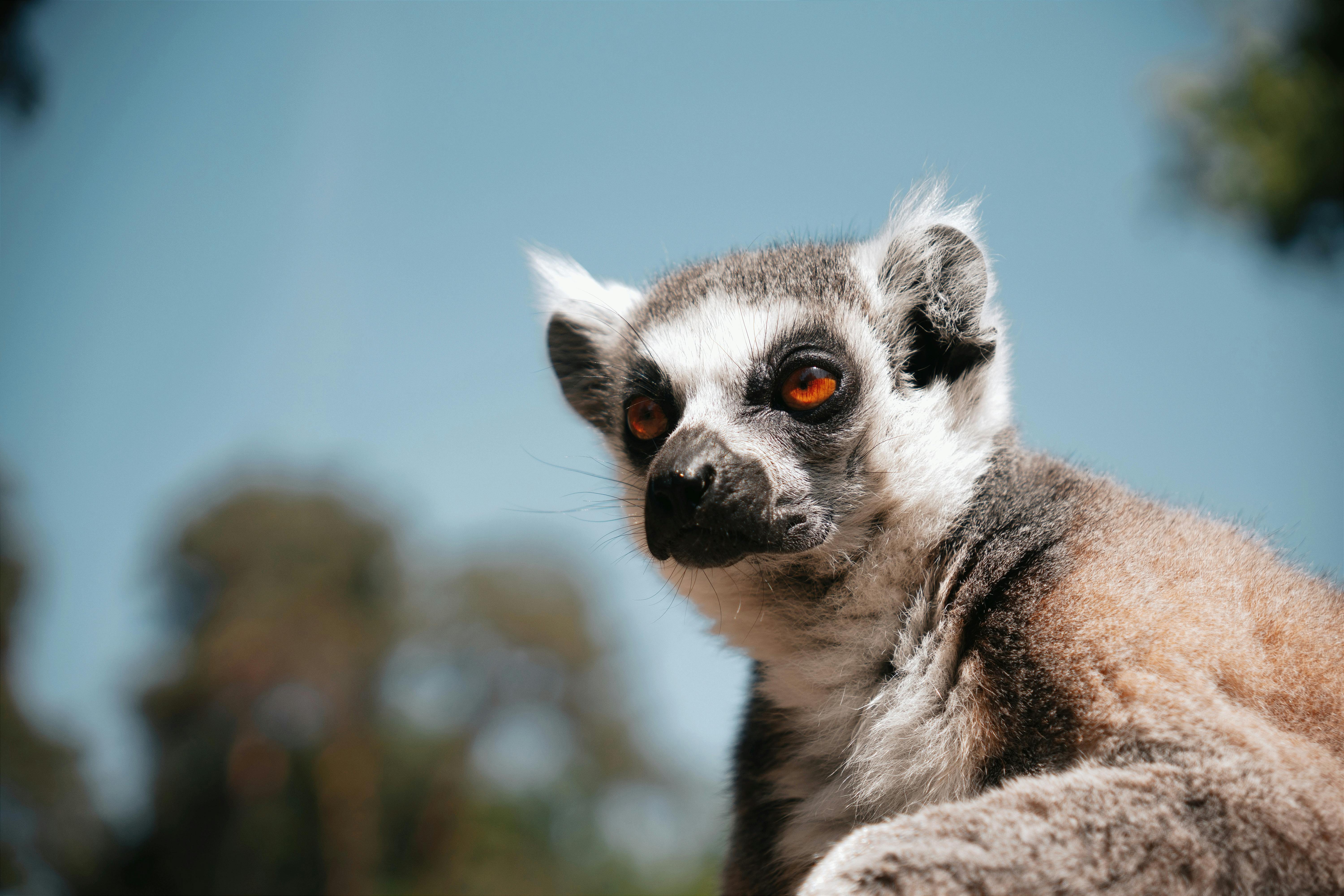 Portrait of Lemur · Free Stock Photo