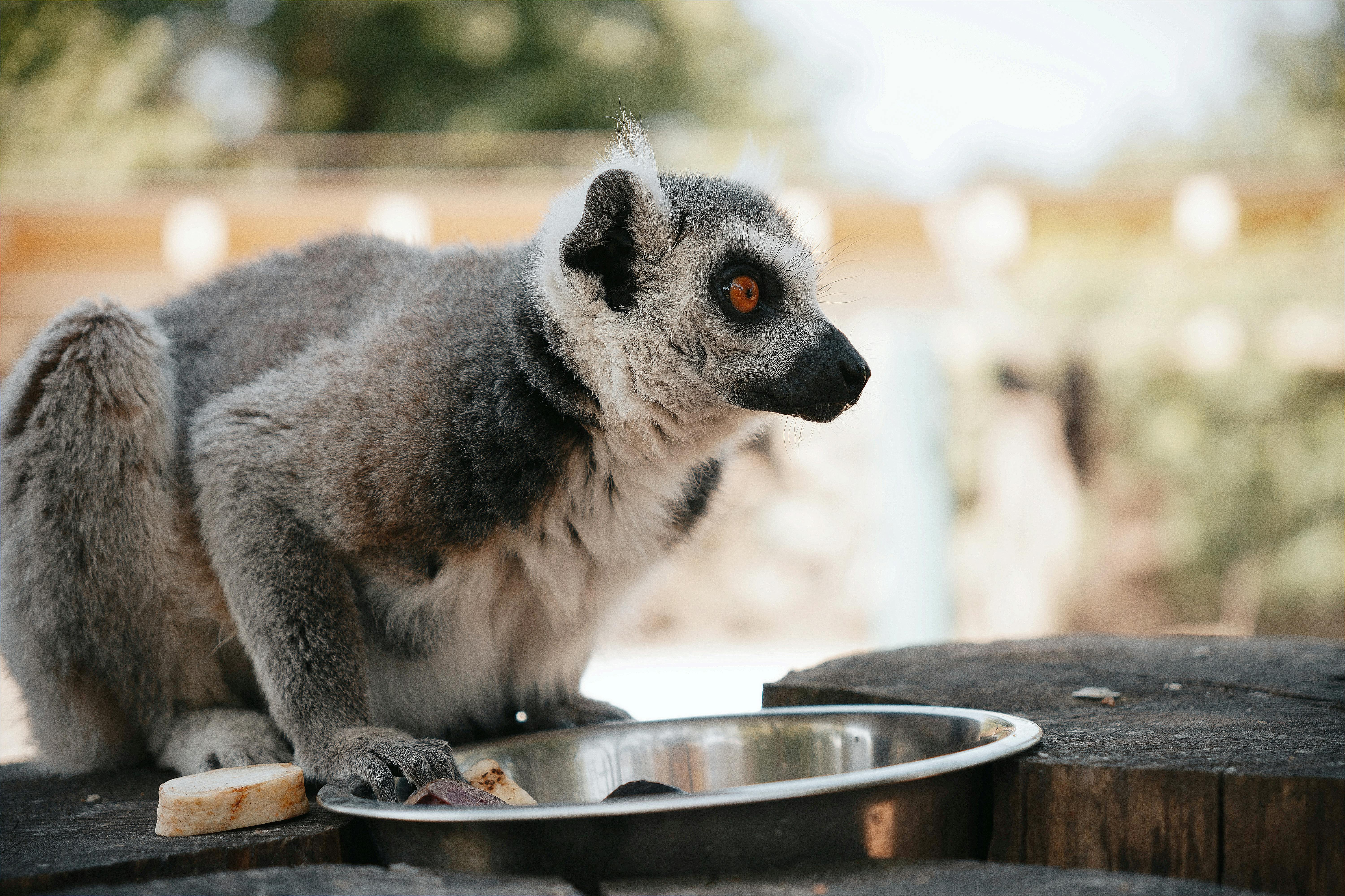 Lemur with Food in Bowl in Zoo · Free Stock Photo