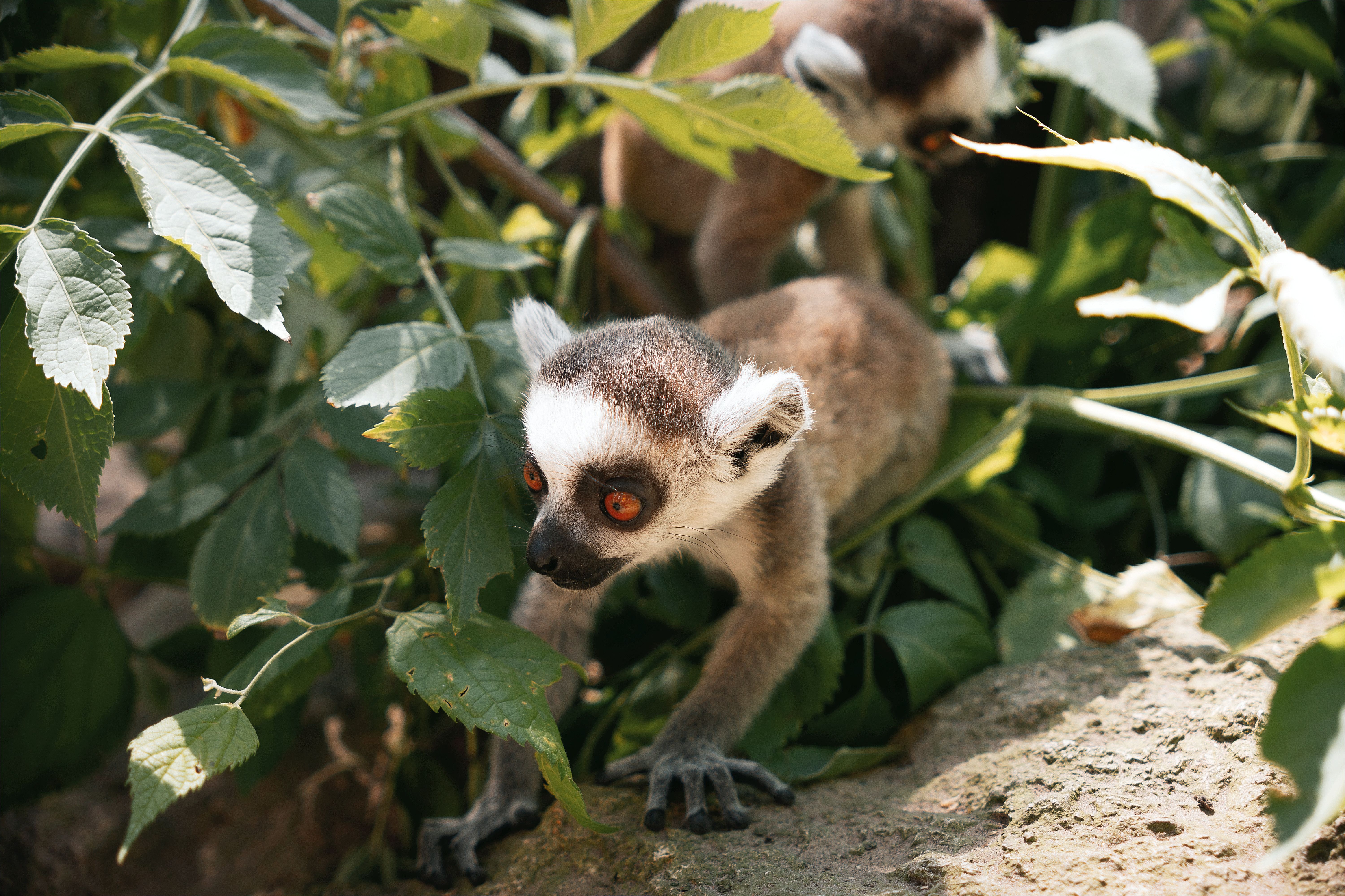 Baby Lemur in Nature · Free Stock Photo