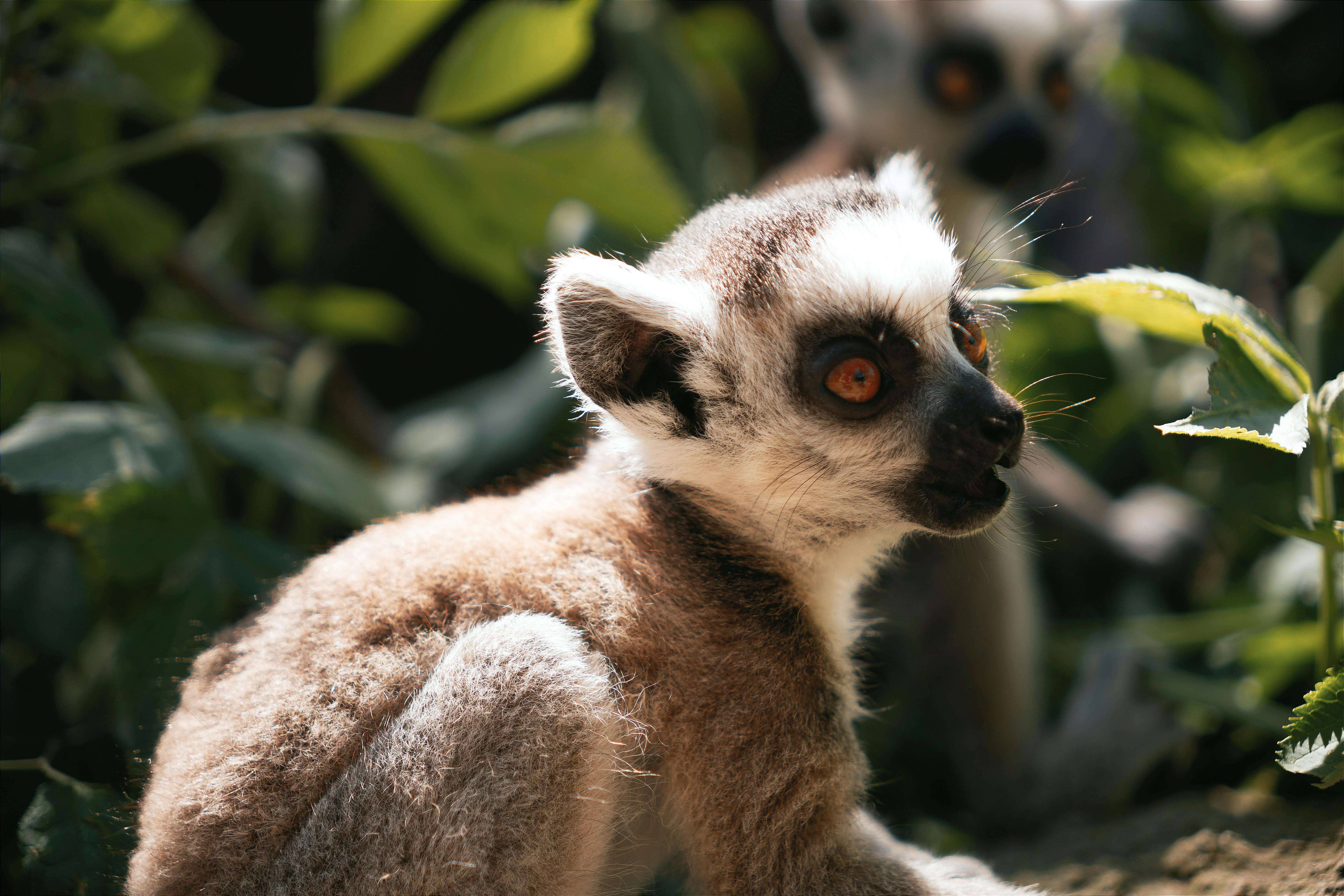 Madagascar Origin Photos, Download The BEST Free Madagascar Origin Stock Photos & HD Images