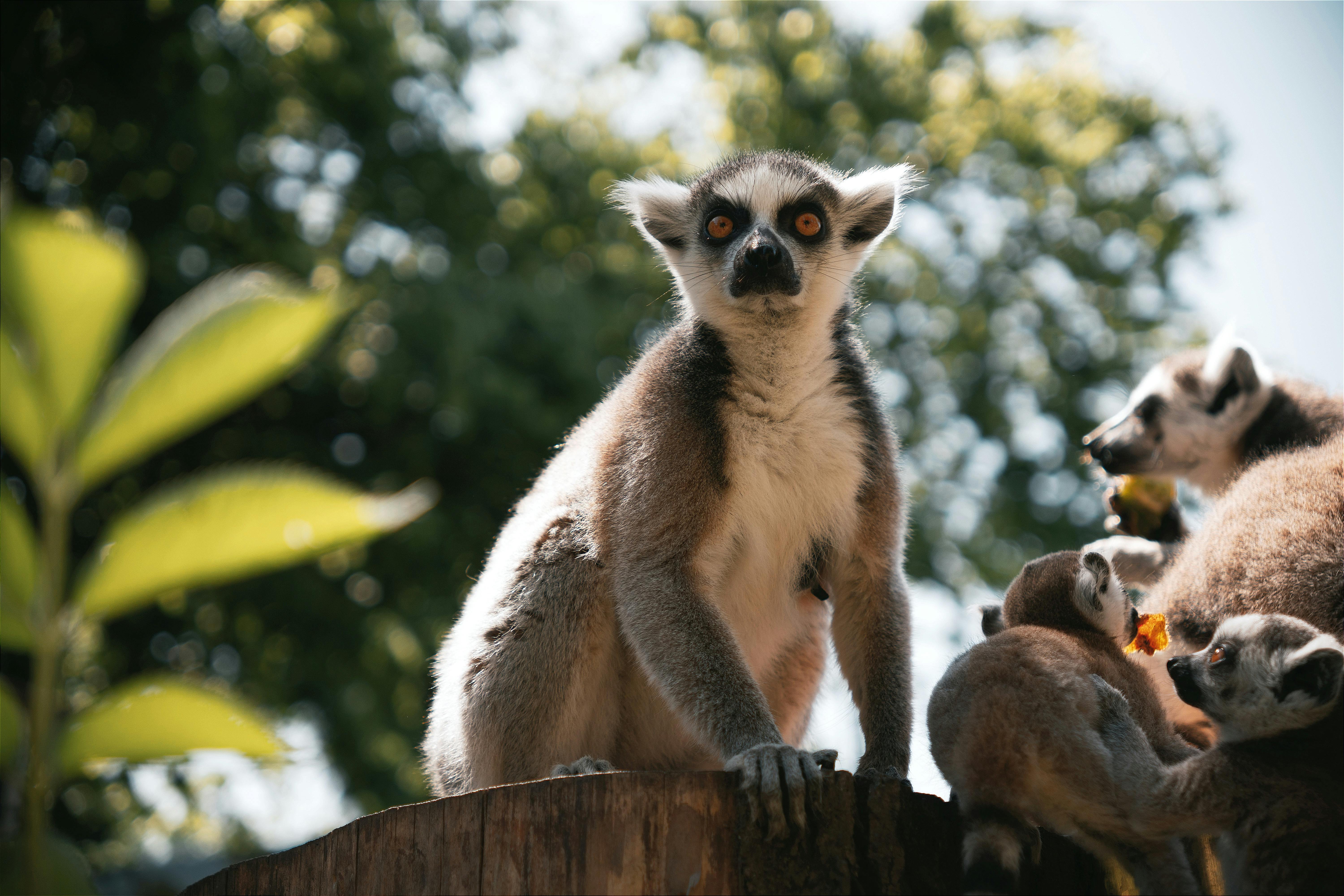 Lemur and Babies · Free Stock Photo
