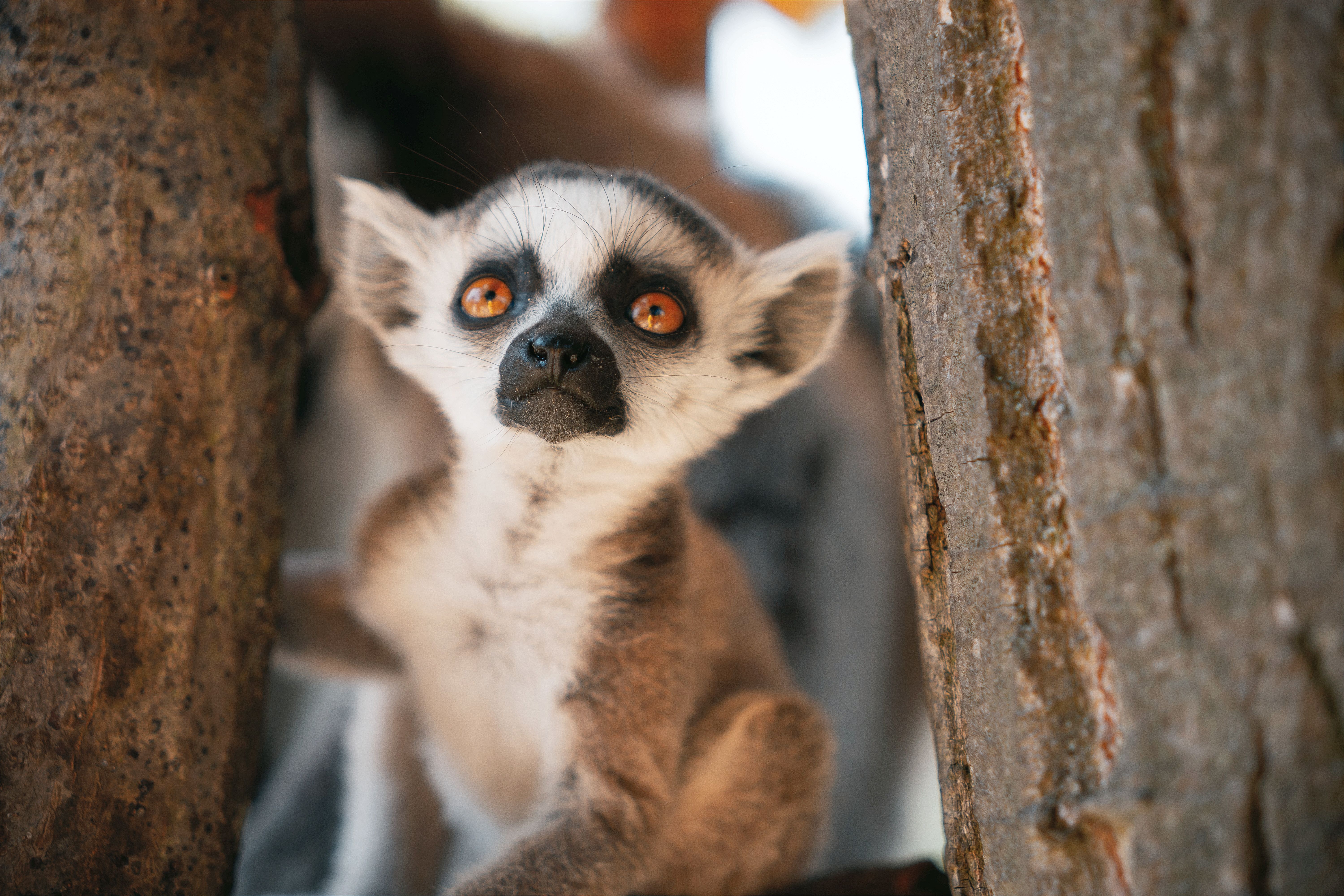 Baby Lemur between Trees · Free Stock Photo