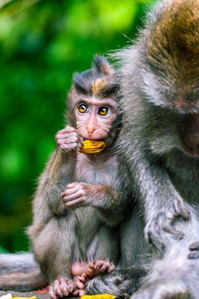 Monkey Fur Texture Photos, Download The BEST Free Monkey Fur Texture ...