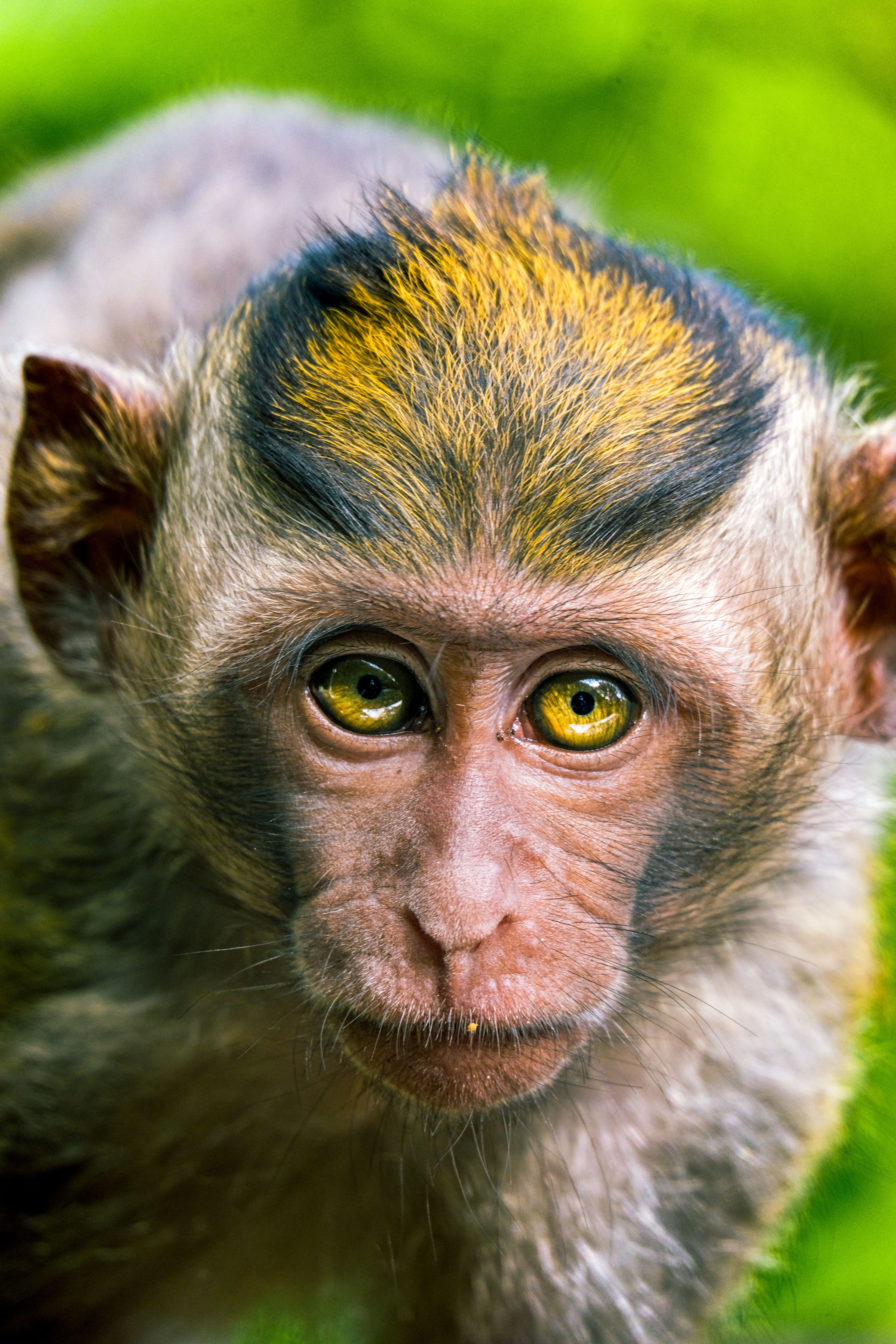 Face of Baby Monkey · Free Stock Photo