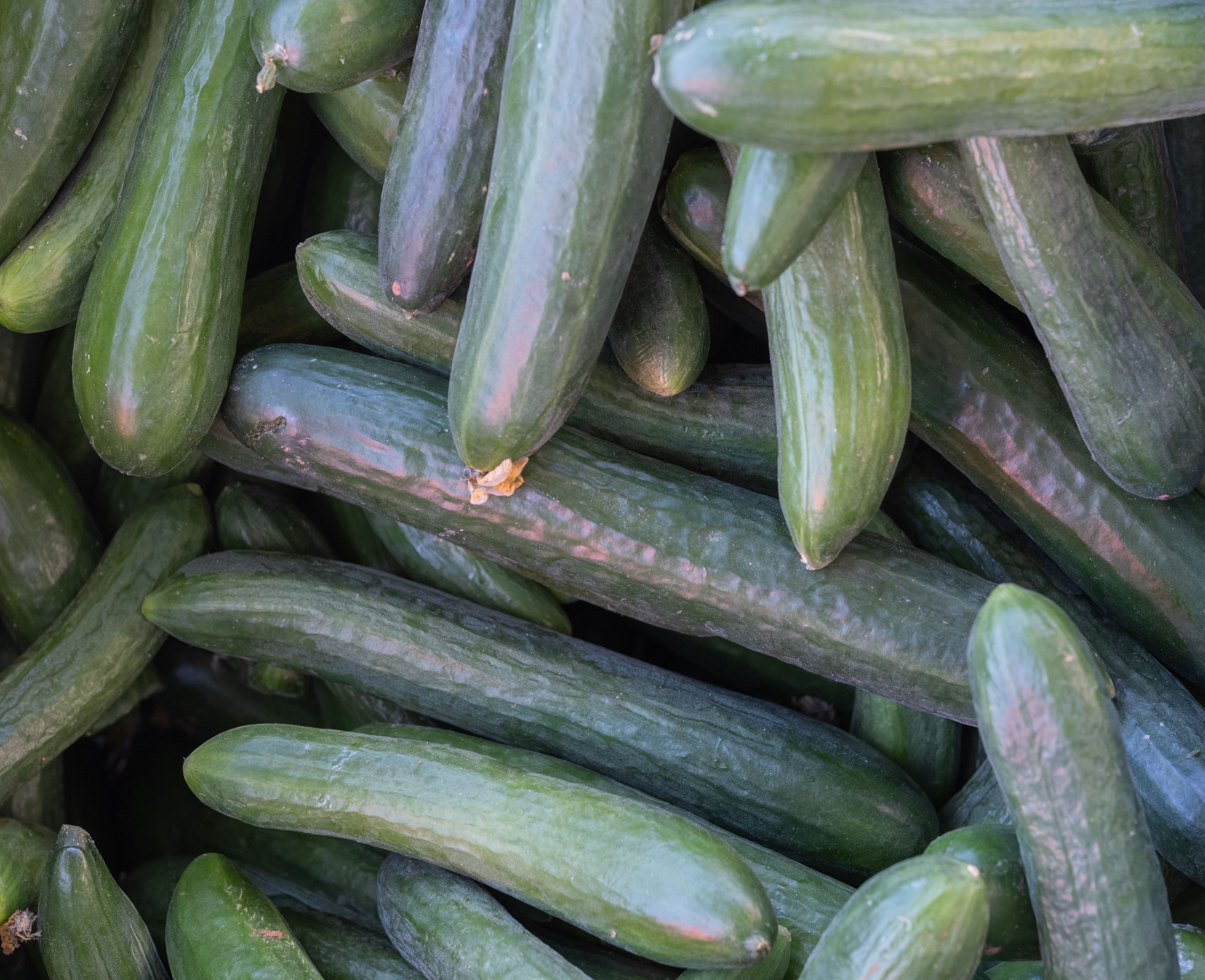 Pile of Cucumbers · Free Stock Photo