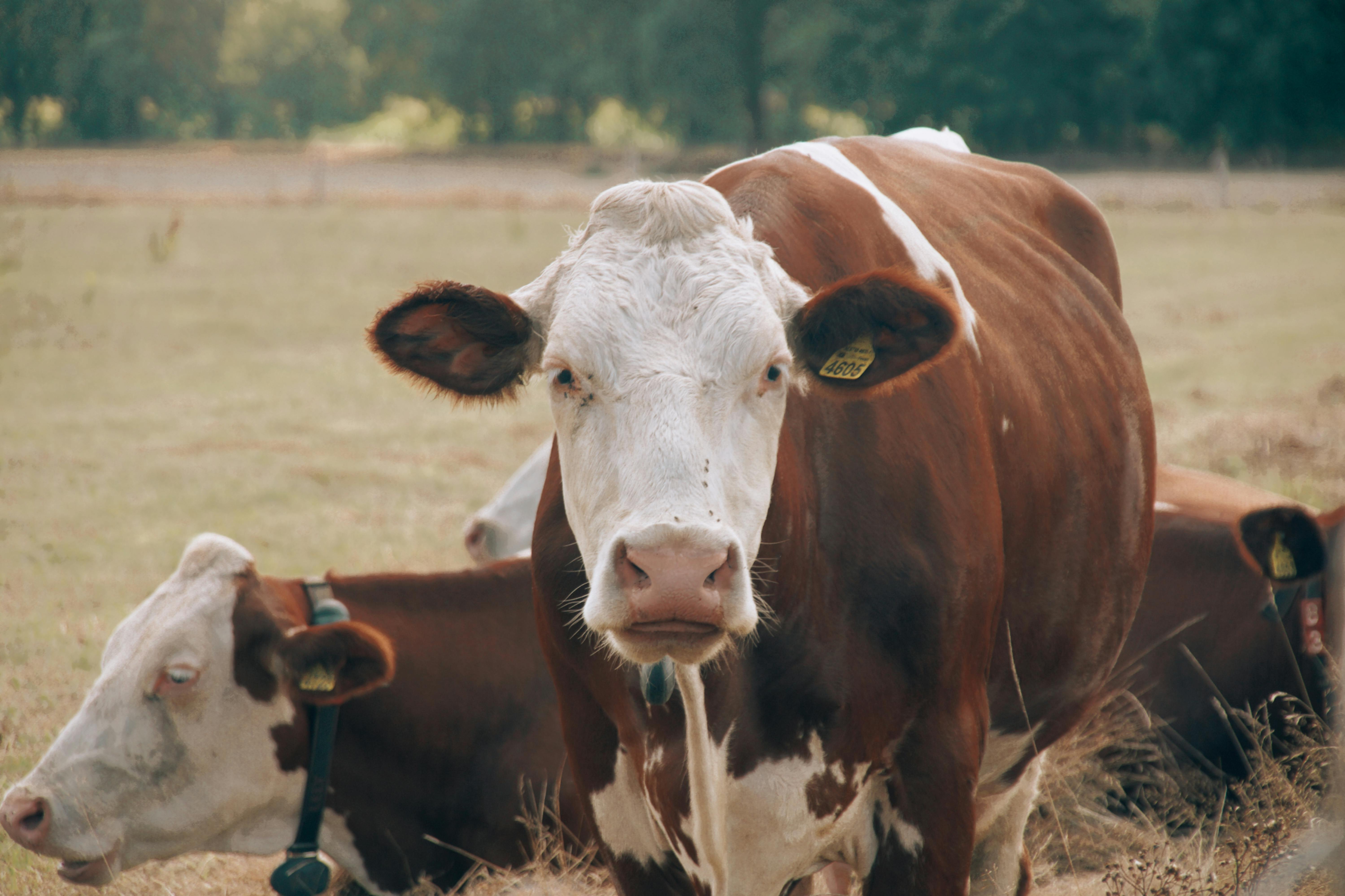 Brown and white cow · Free Stock Photo