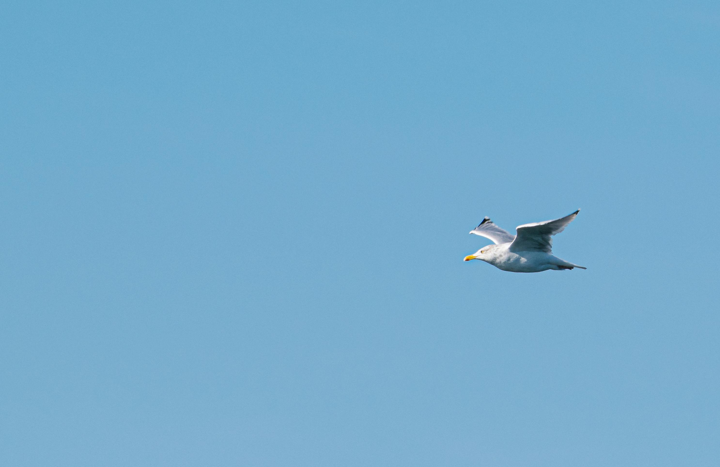 White and Grey Bird Flying Freely at Blue Cloudy Sky · Free Stock Photo