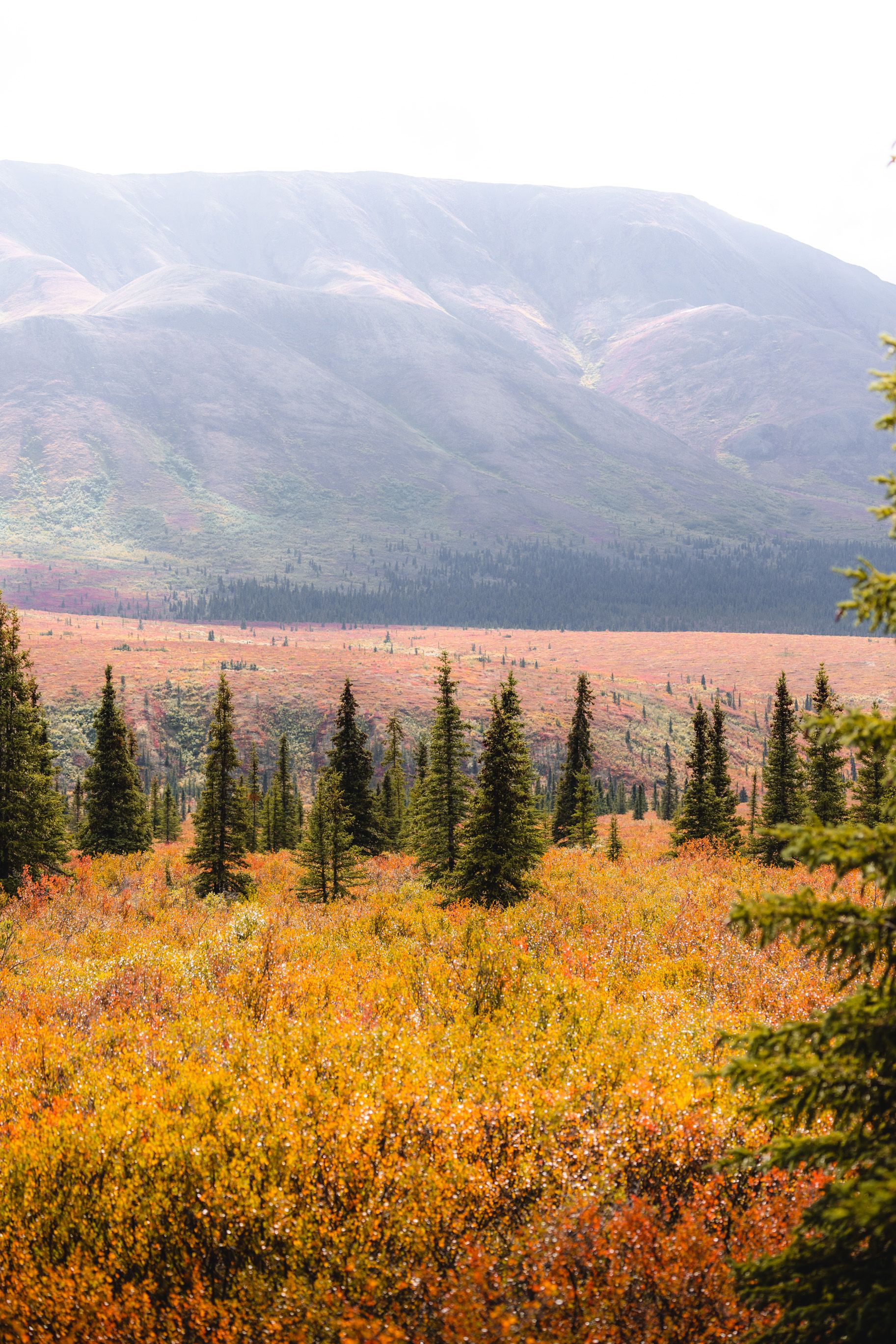 Colorful Meadow in Autumn · Free Stock Photo