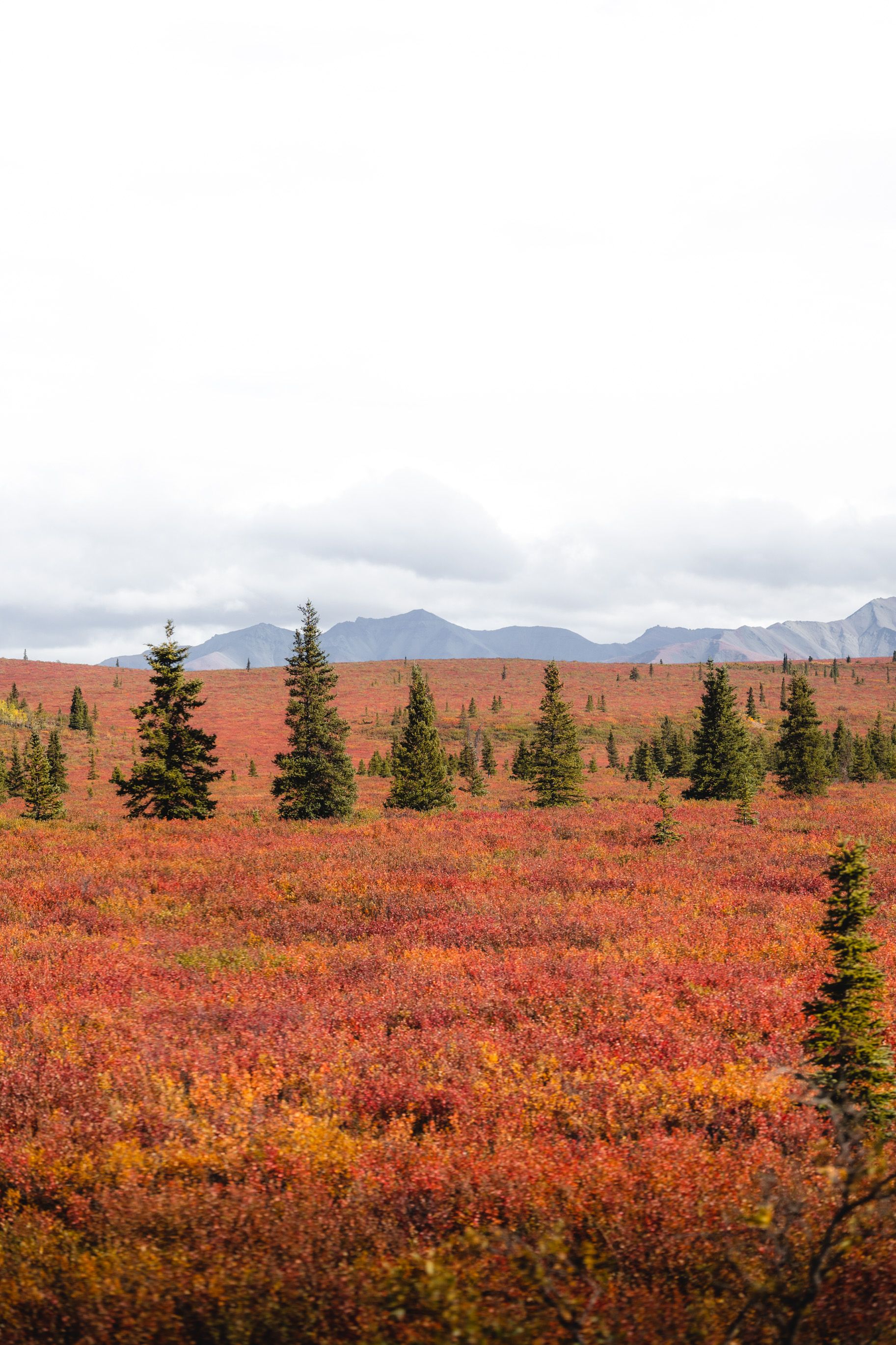 Coniferous Trees on a Field by the Mountain · Free Stock Photo