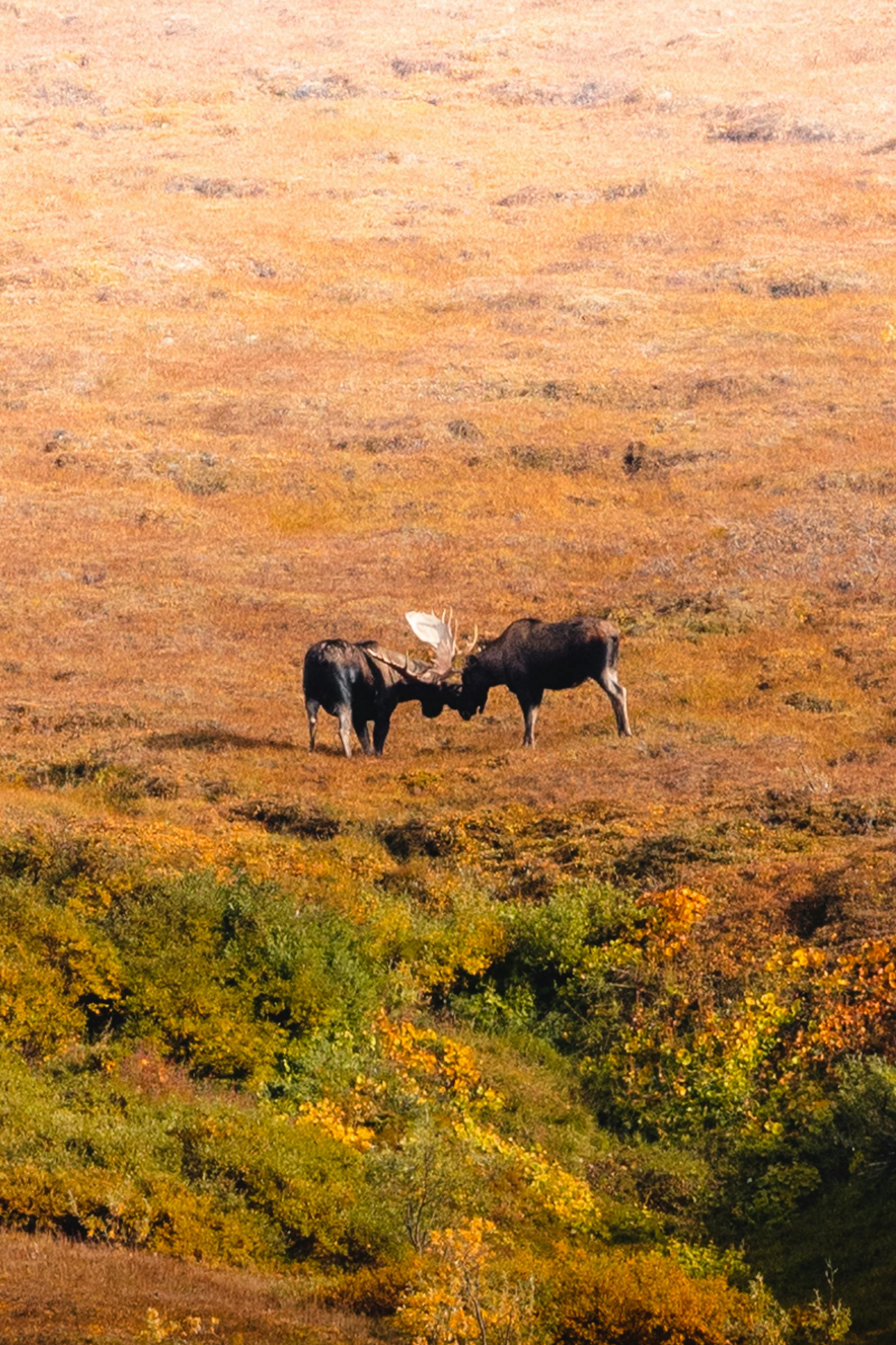 Two Moose Fighting with Antlers · Free Stock Photo